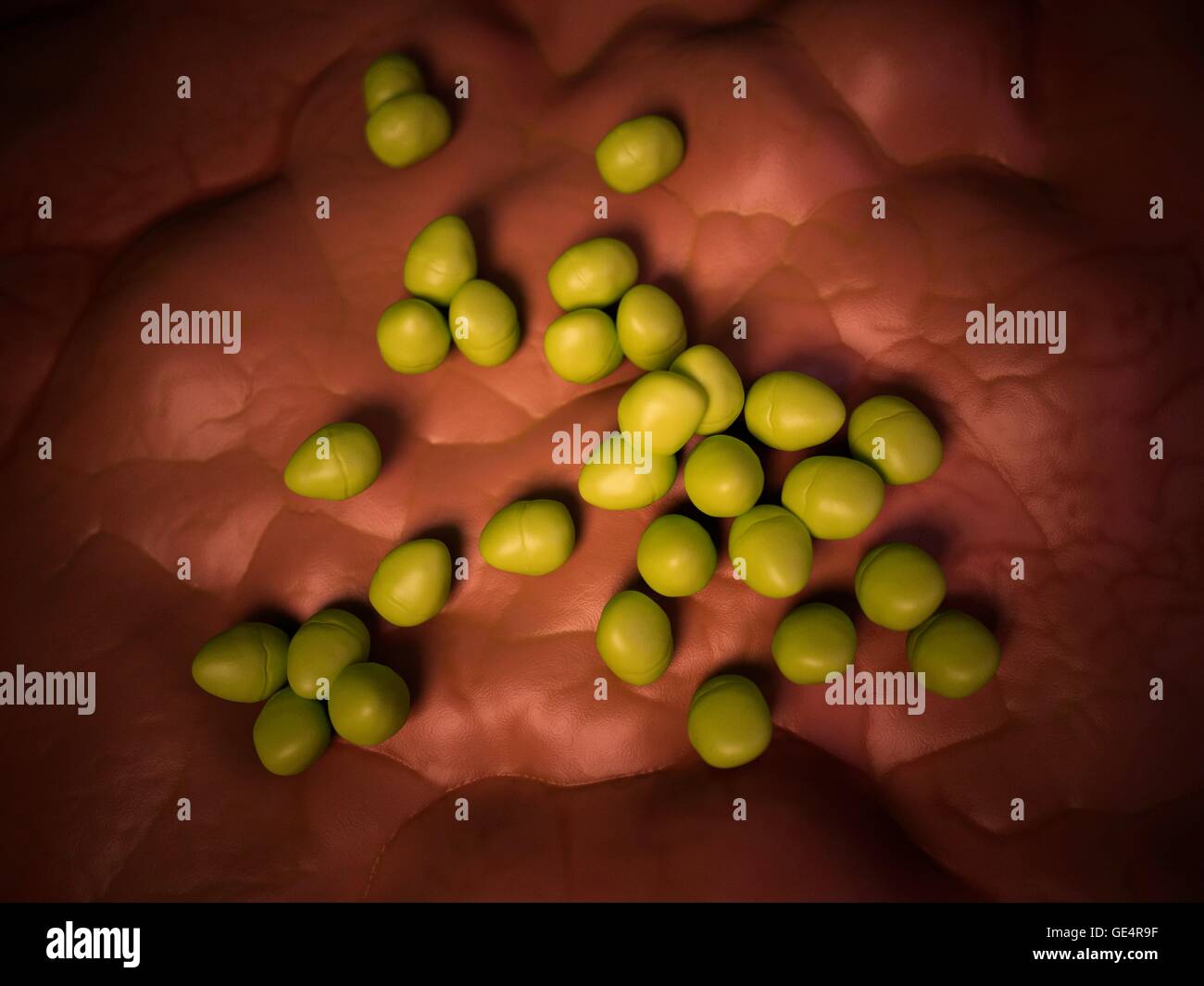 Enterococcus bacteria hi-res stock photography and images - Alamy