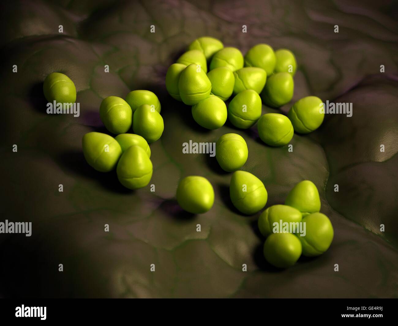 Enterococcus bacteria, illustration Stock Photo - Alamy