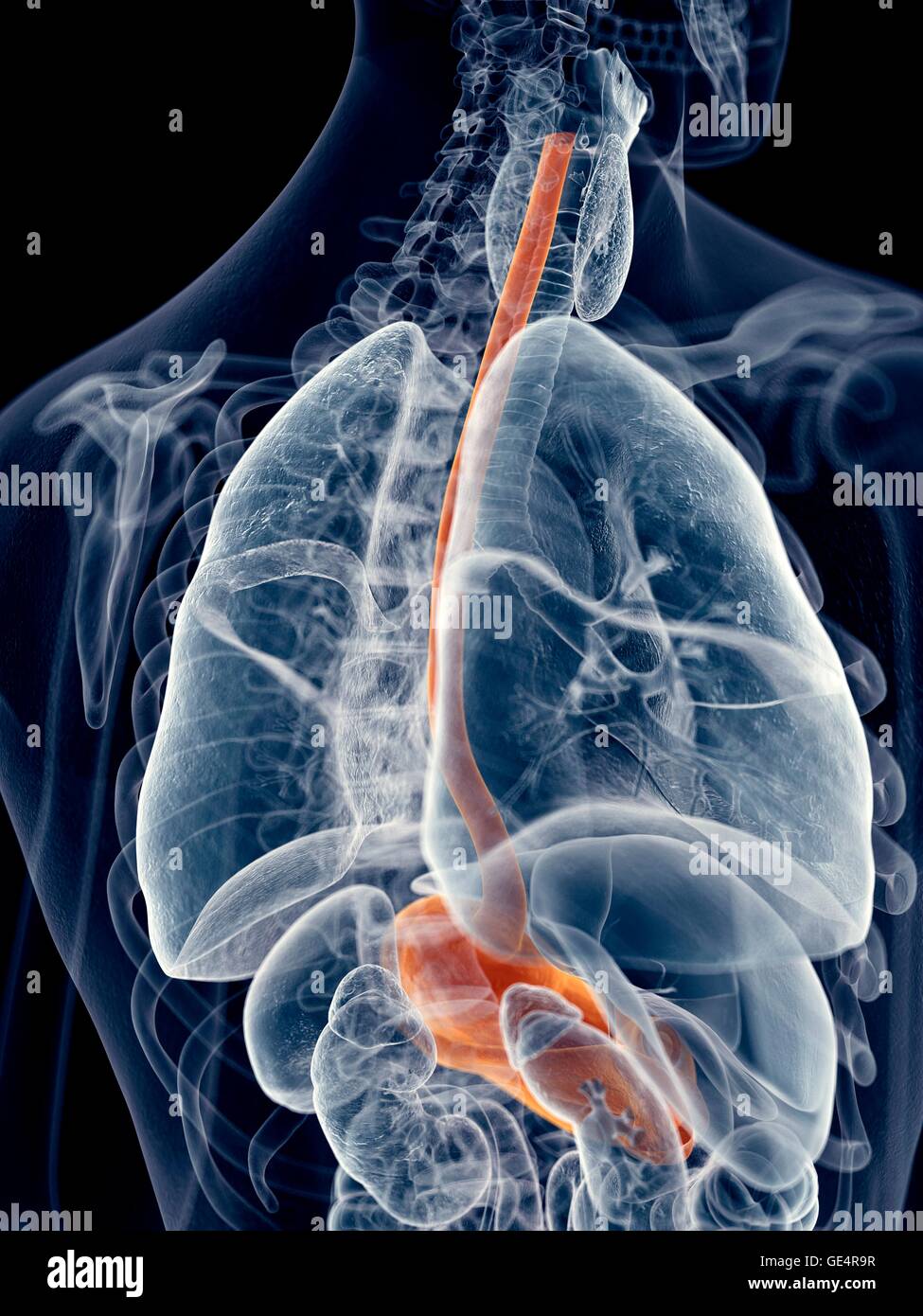 Stomach oesophagus esophagus hi-res stock photography and images - Alamy