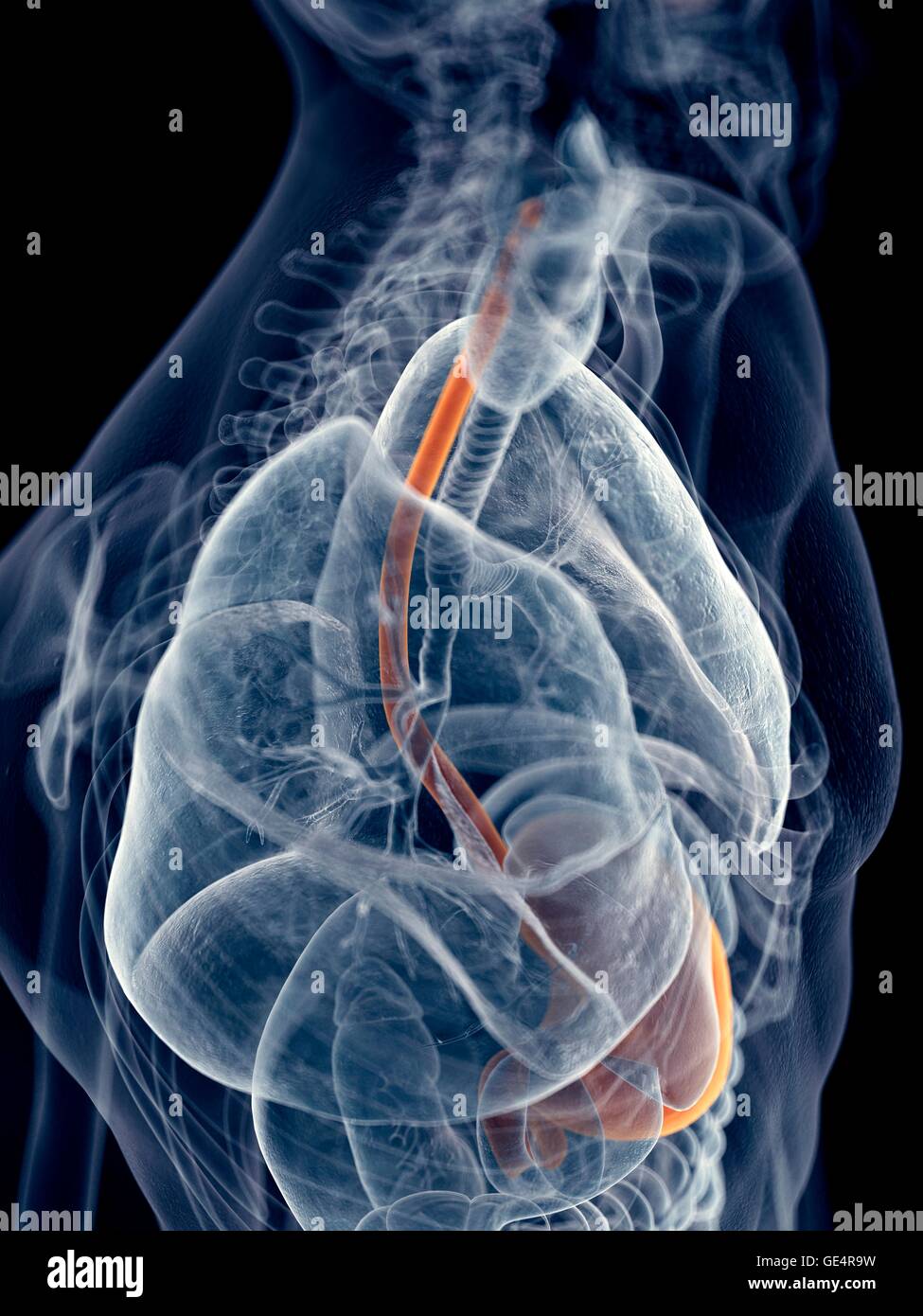 Human esophagus and stomach hi-res stock photography and images - Alamy
