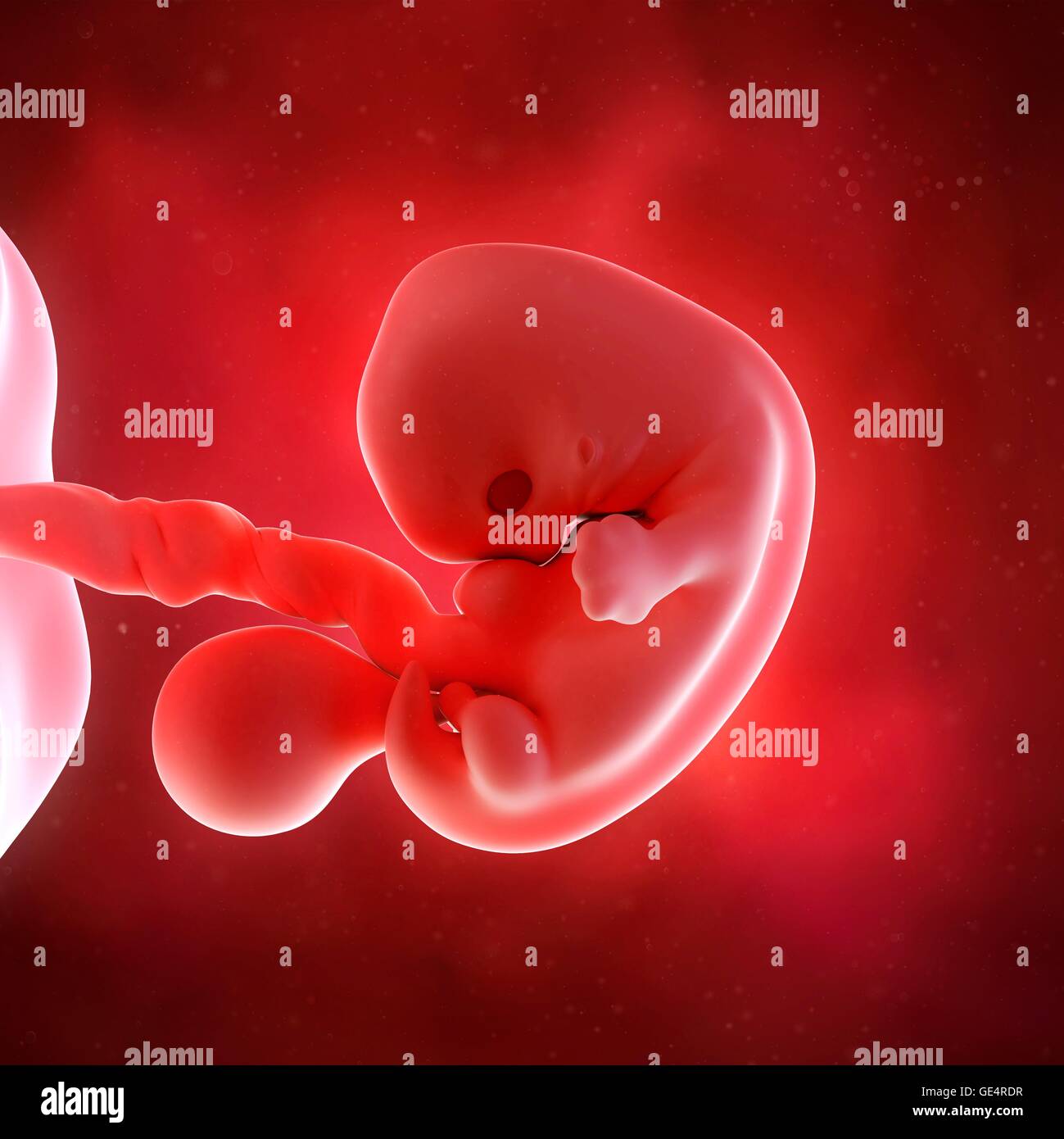 Human fetus age 7 weeks, illustration Stock Photo - Alamy