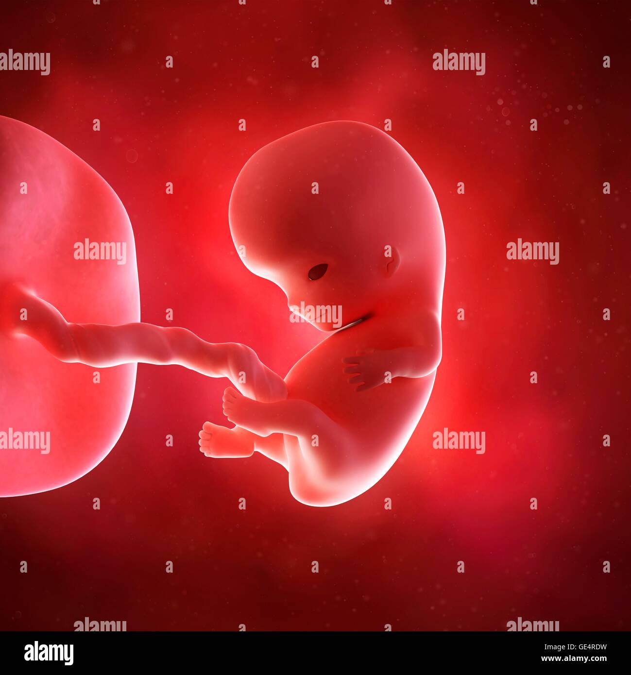 Human fetus age 9 weeks, illustration Stock Photo - Alamy