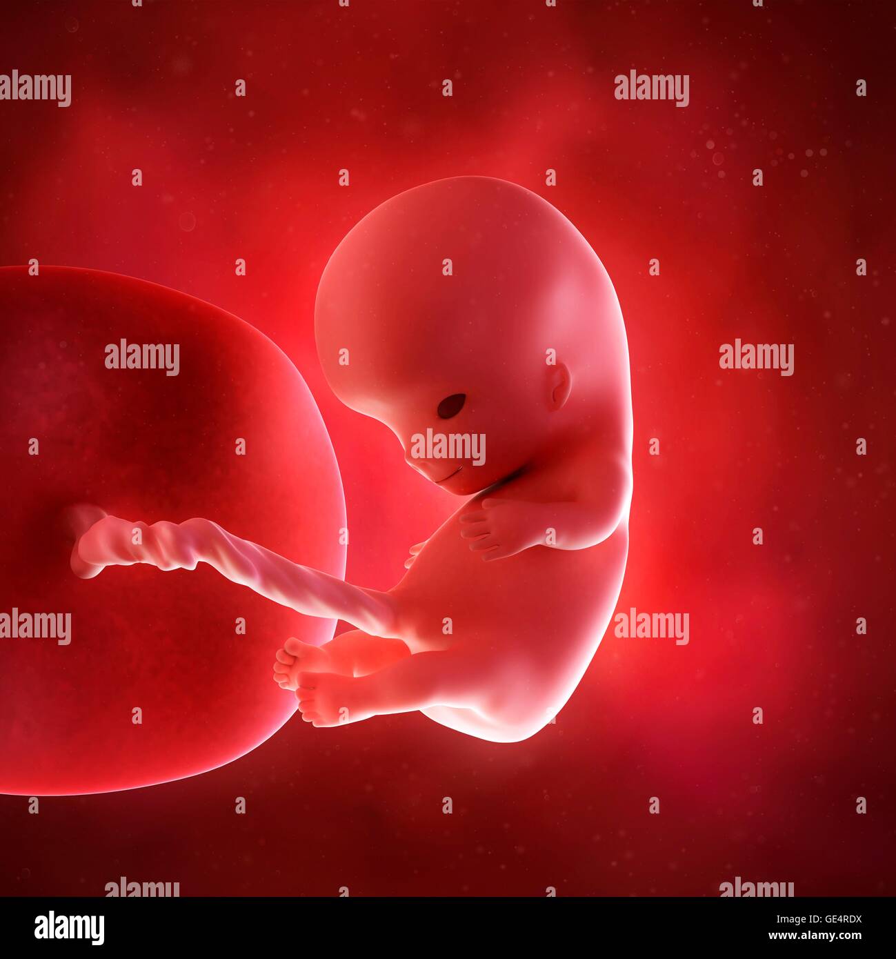 Human fetus age 10 weeks hi-res stock photography and images - Alamy