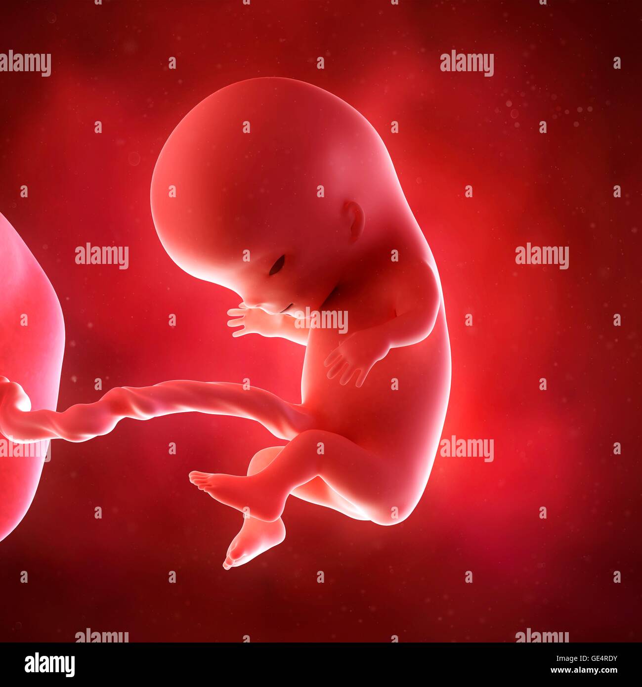 Human fetus age 11 weeks, illustration Stock Photo - Alamy