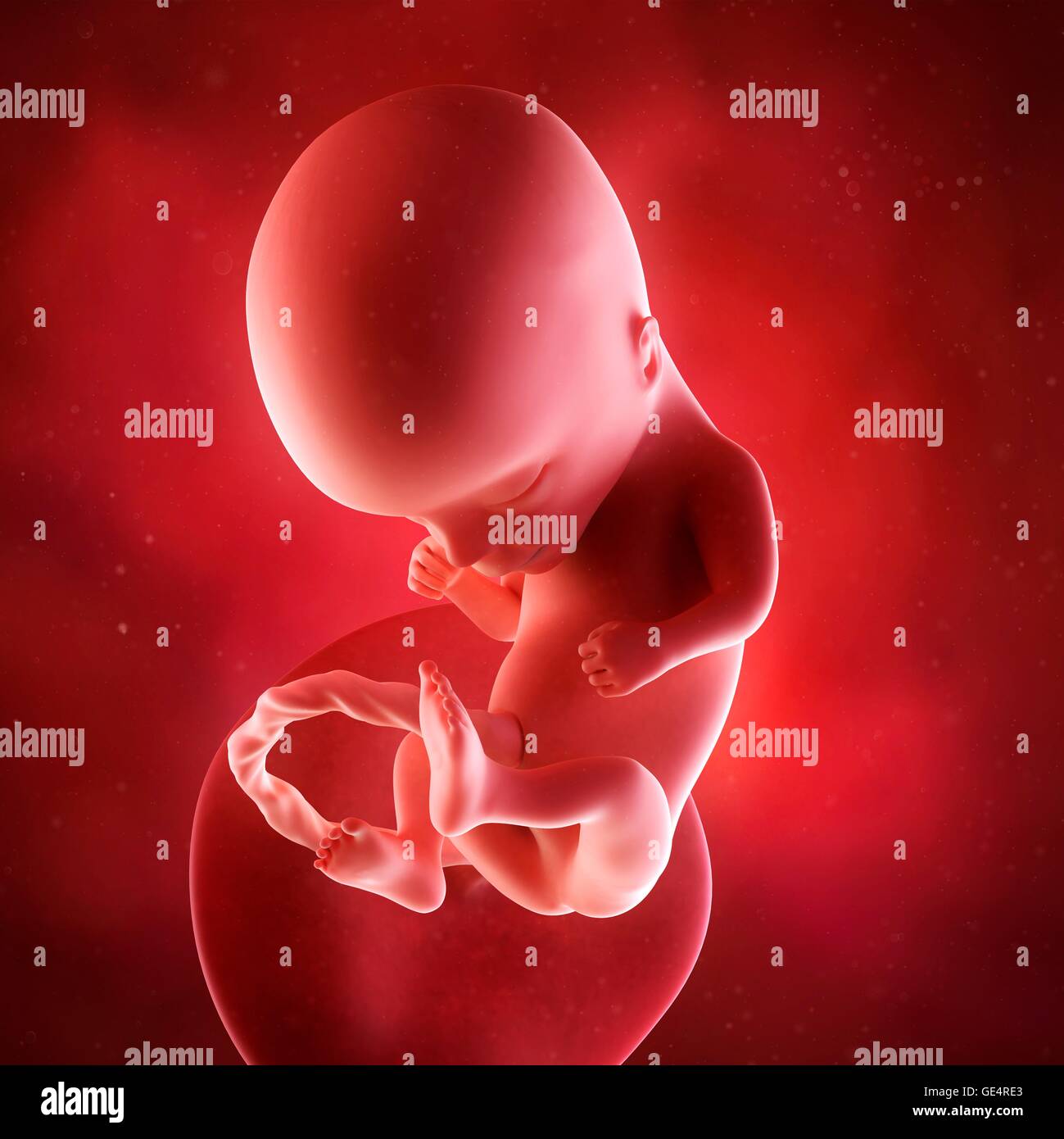 Human fetus age 14 weeks hi-res stock photography and images - Alamy