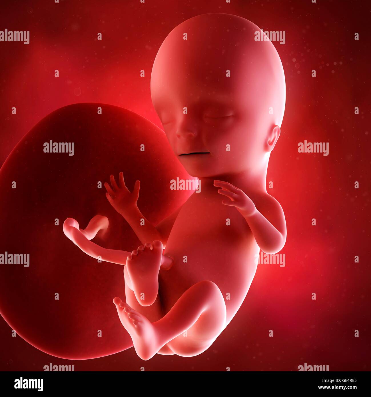 Human fetus age 15 weeks, illustration Stock Photo - Alamy