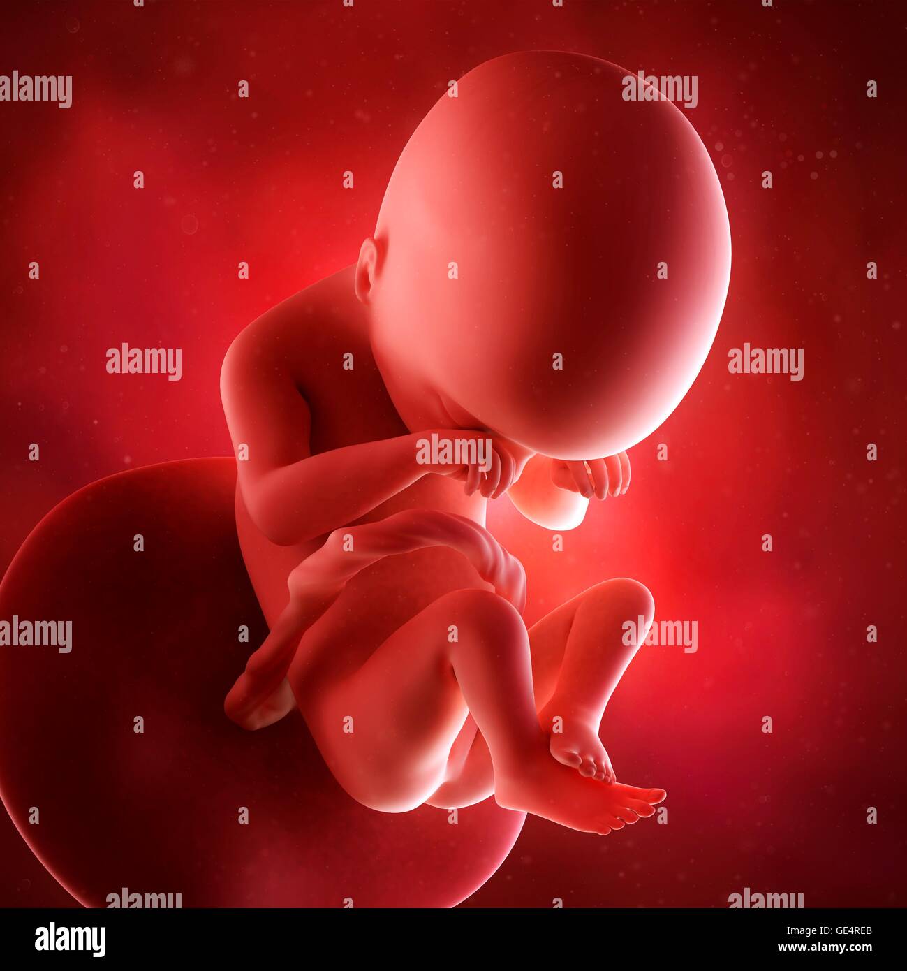 Human fetus age 19 weeks hi-res stock photography and images - Alamy