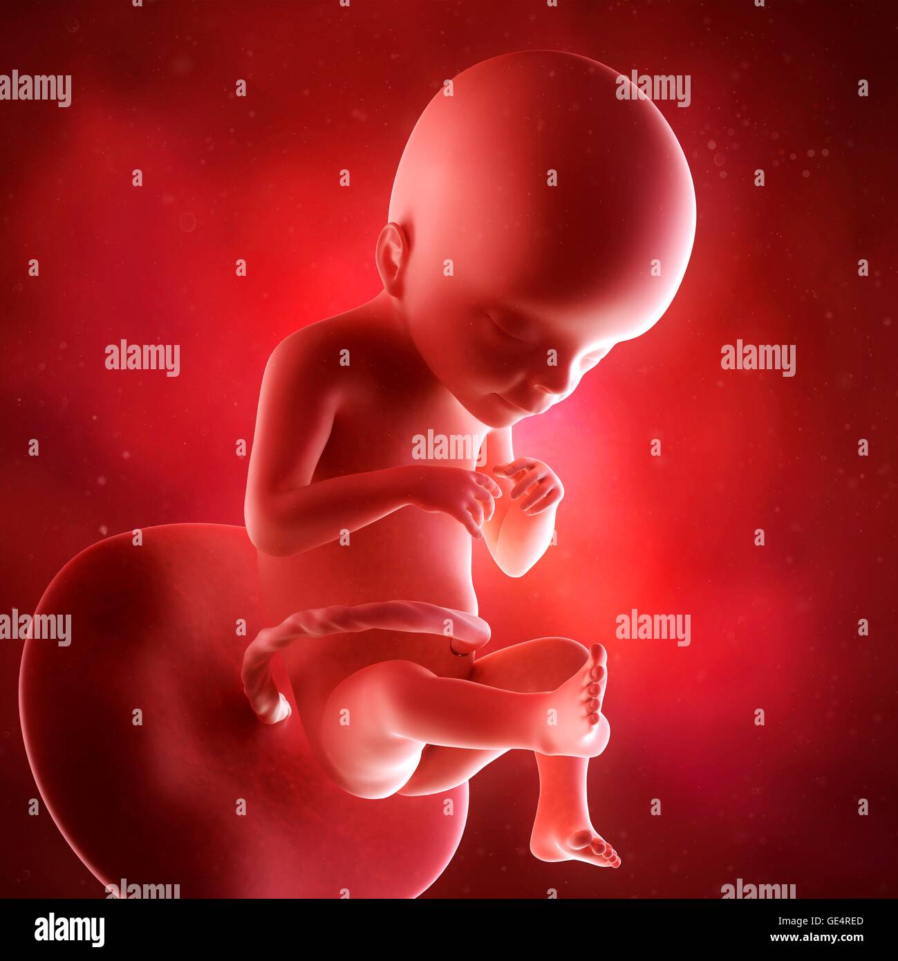 Human fetus age 21 weeks, illustration Stock Photo - Alamy