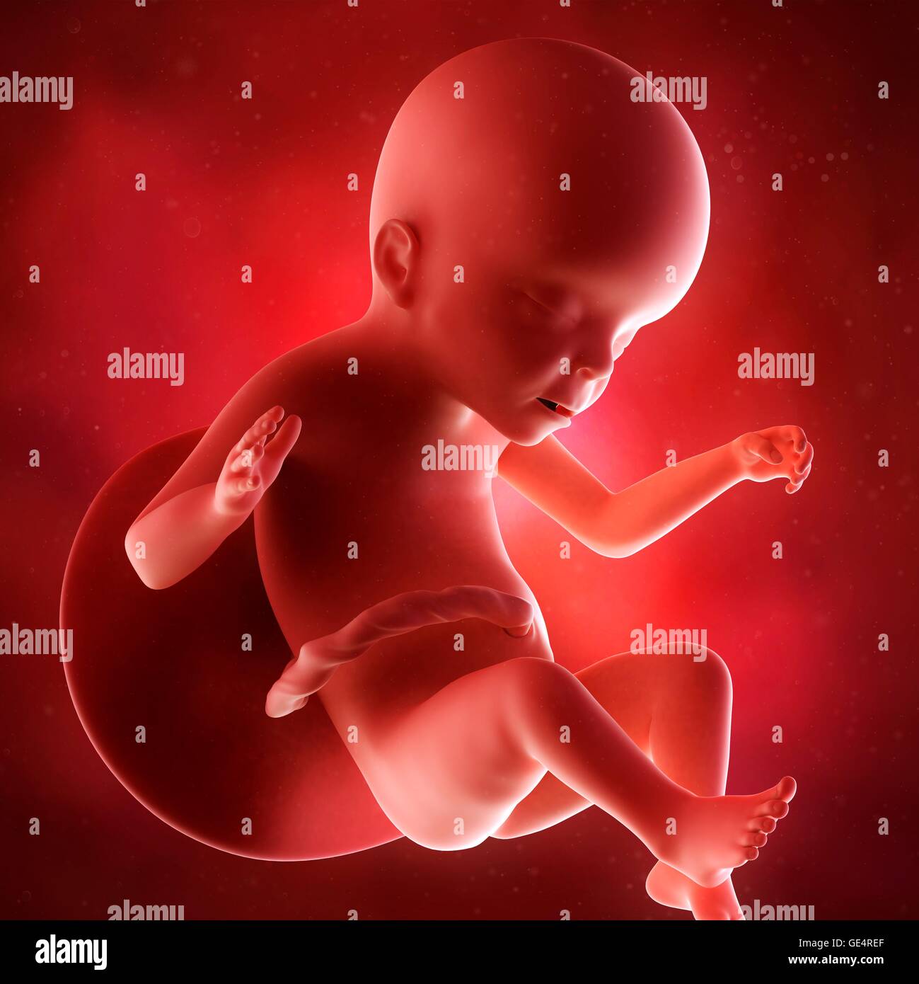 Human fetus age 23 weeks, illustration Stock Photo - Alamy