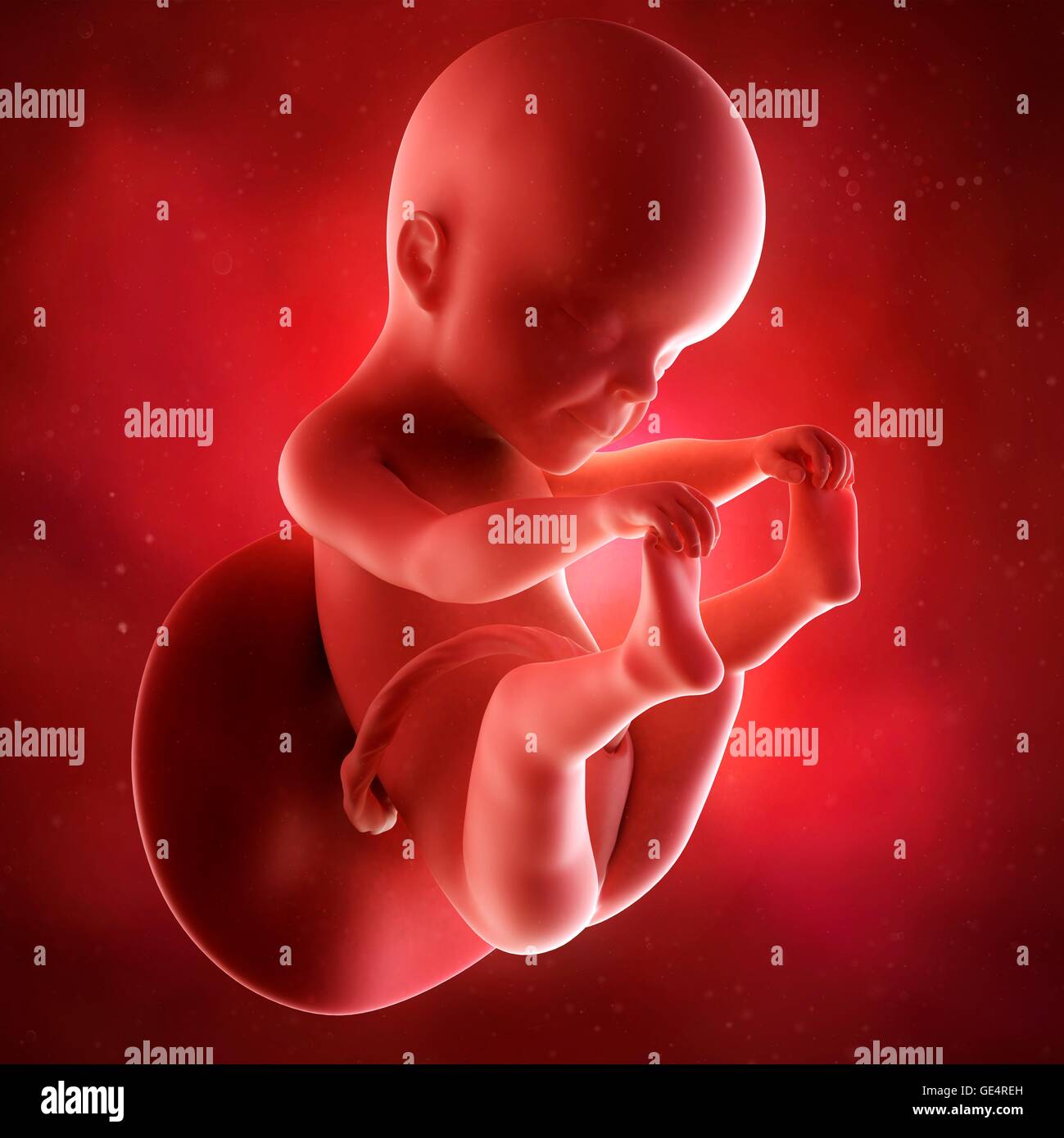 Fetal development 25 weeks hi-res stock photography and images - Alamy