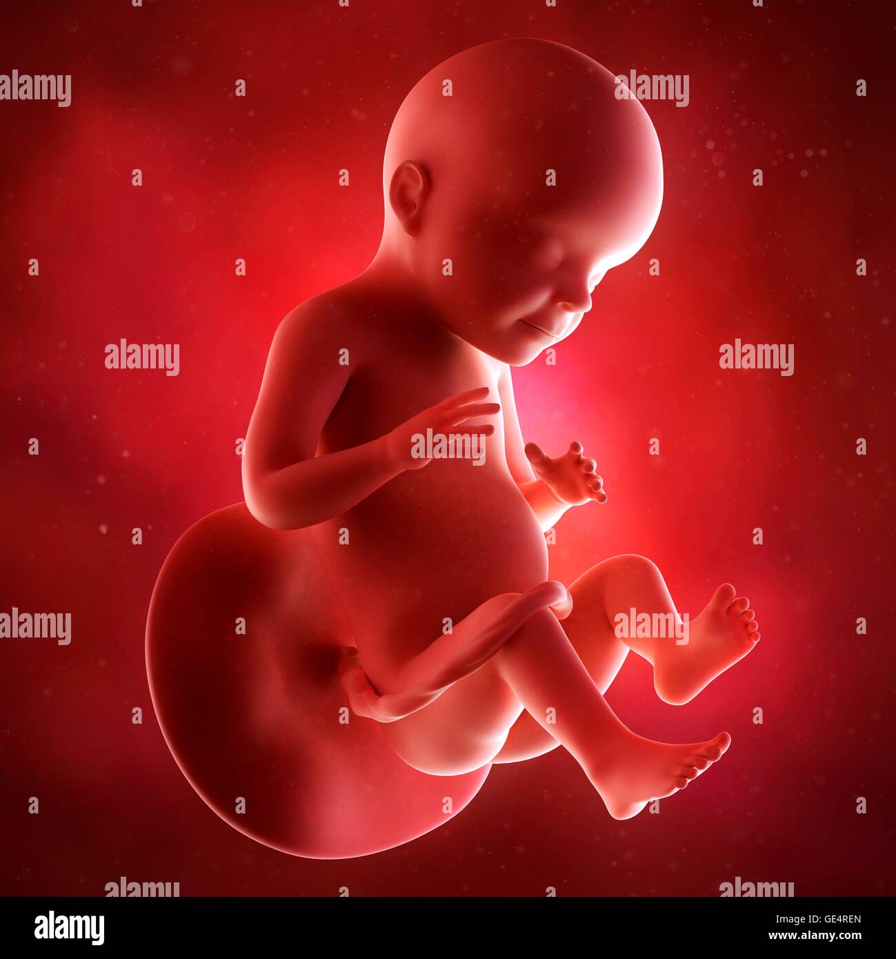 Fetus 28 weeks hi-res stock photography and images - Alamy