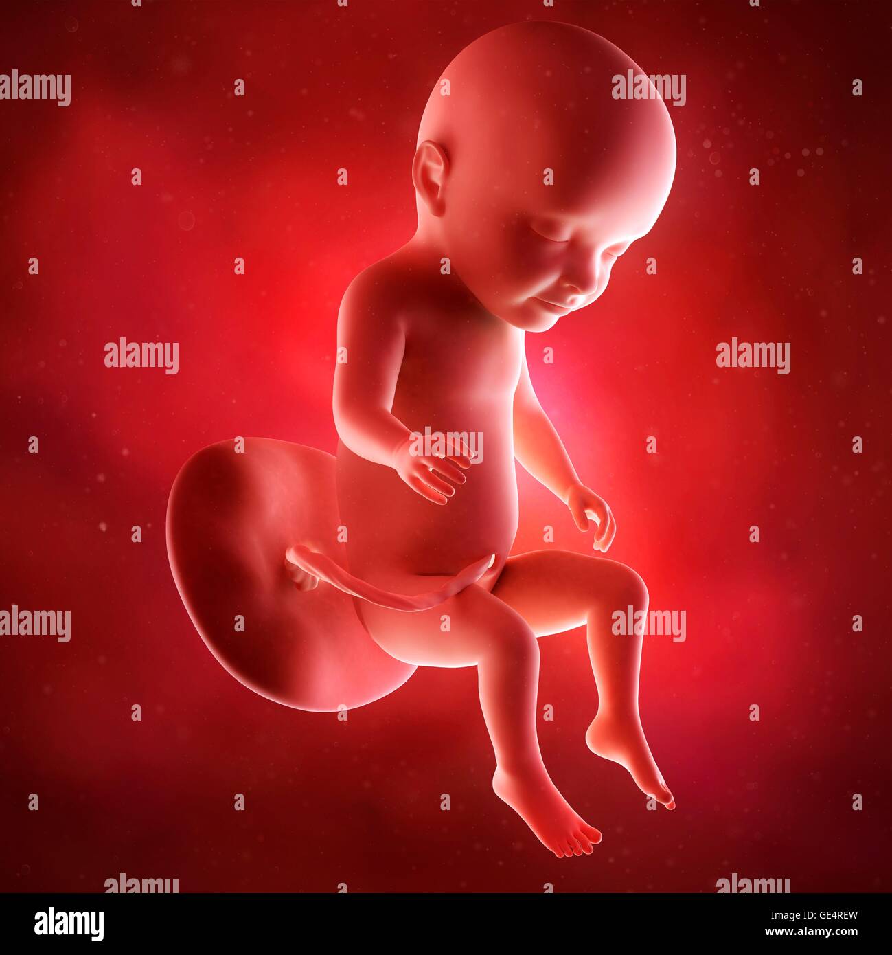 Human fetus age 31 weeks, illustration Stock Photo - Alamy