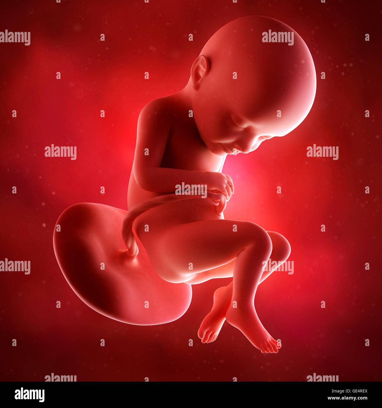 Human fetus age 32 weeks hi-res stock photography and images - Alamy