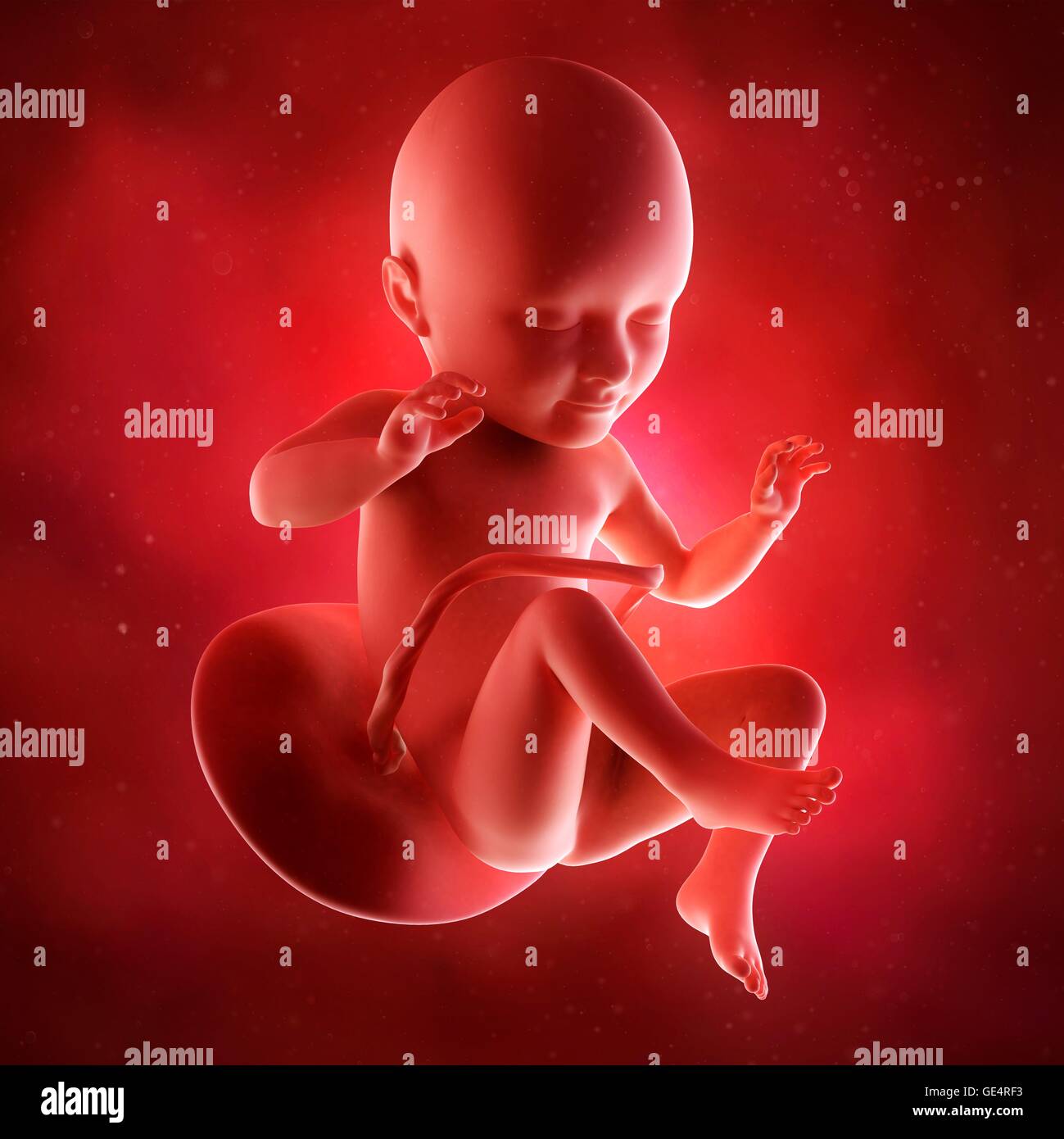 34 weeks foetus hi-res stock photography and images - Alamy