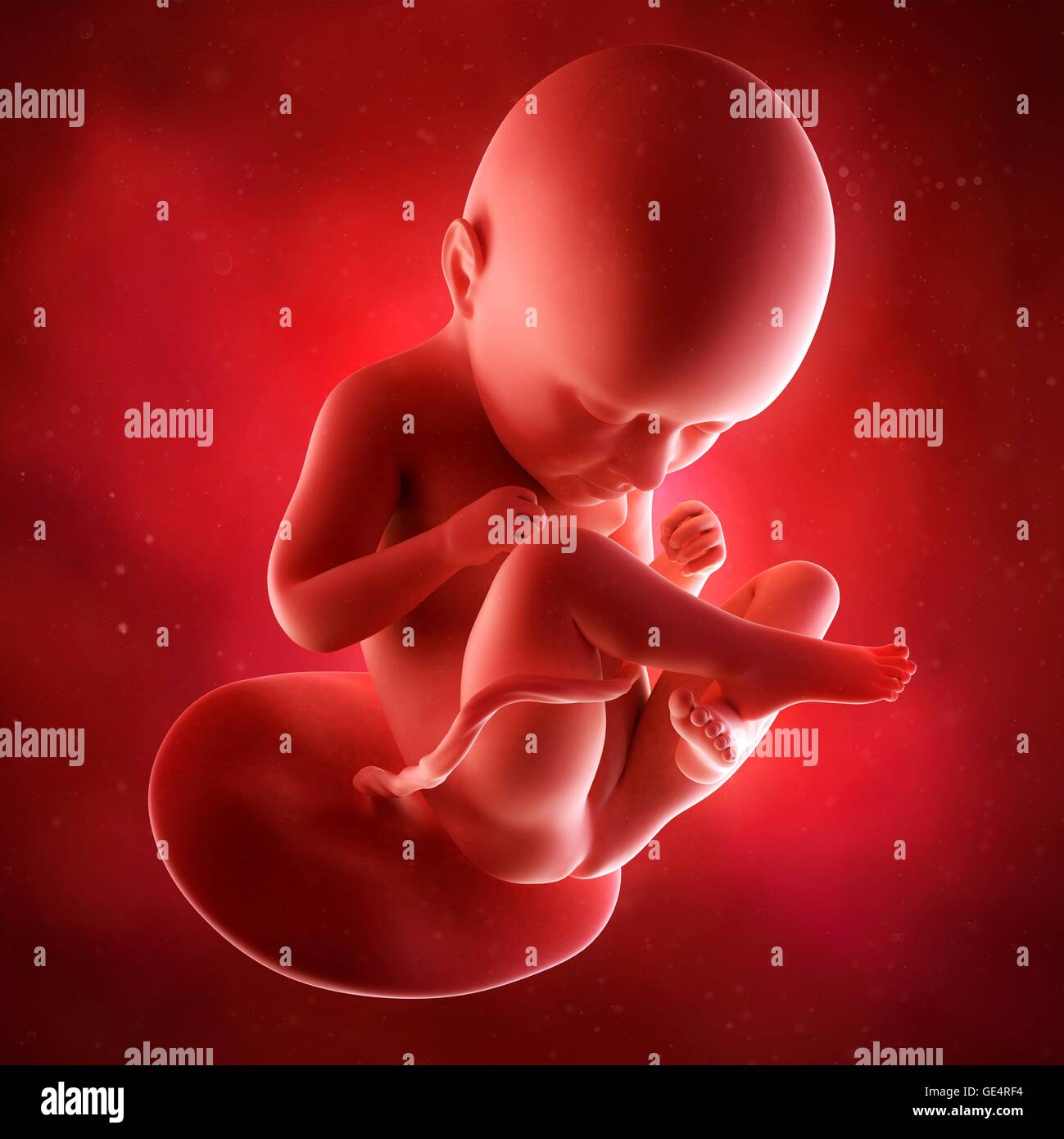 Human fetus age 35 weeks hi-res stock photography and images - Alamy