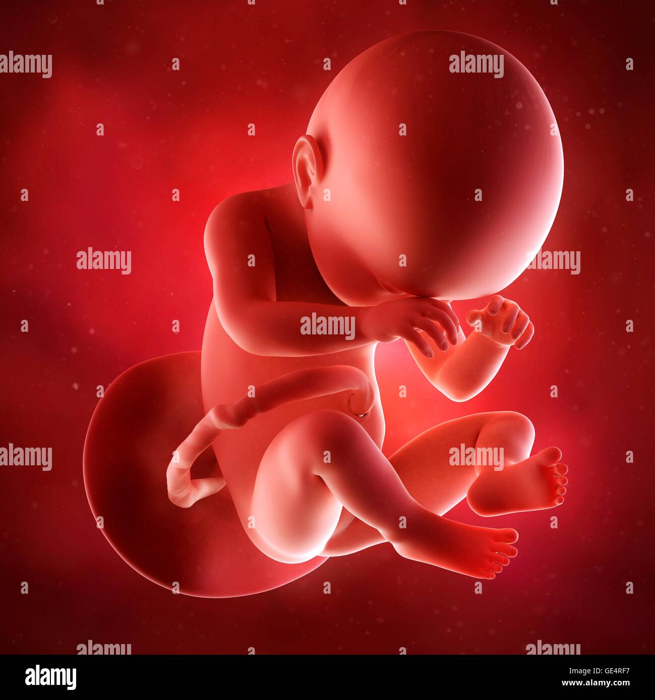 Human fetus age 38 weeks, illustration Stock Photo - Alamy