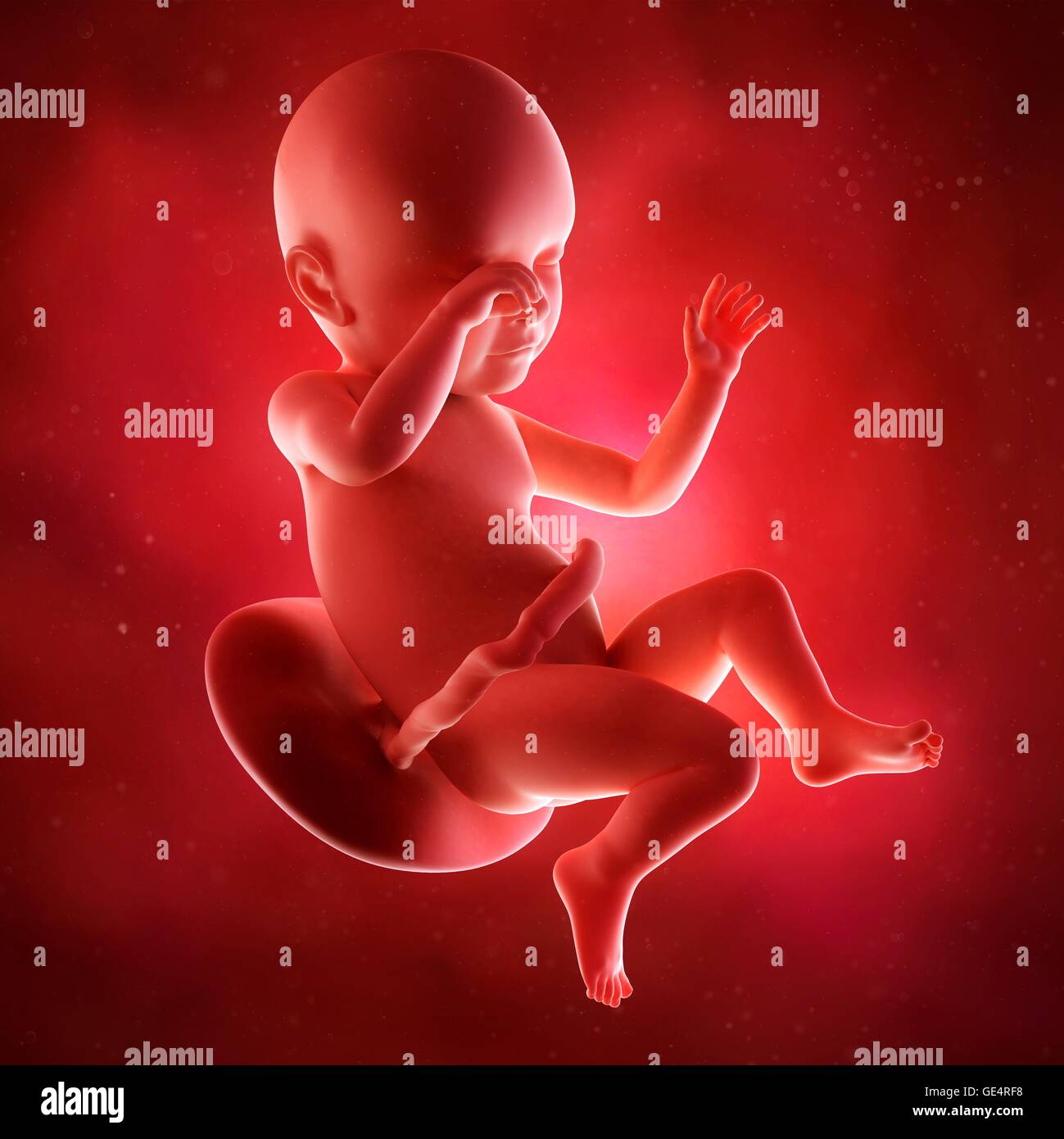 Human foetus age 39 weeks hi-res stock photography and images - Alamy