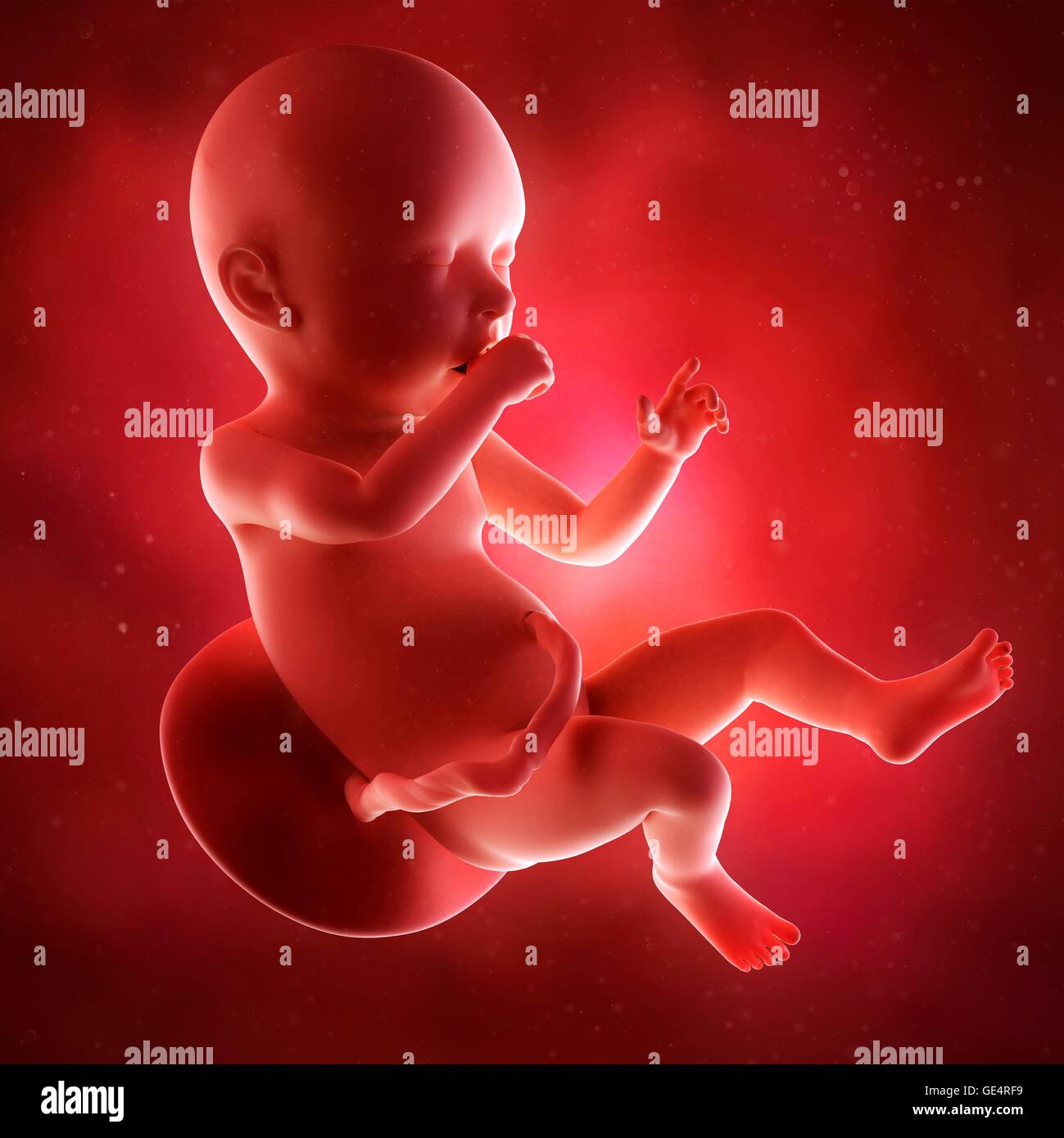 Human fetus age 40 weeks, illustration Stock Photo - Alamy