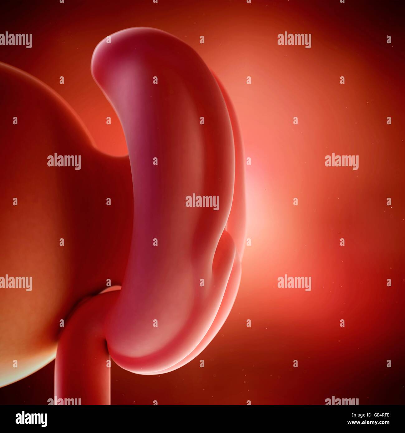 Human fetus age 4 weeks, illustration Stock Photo - Alamy