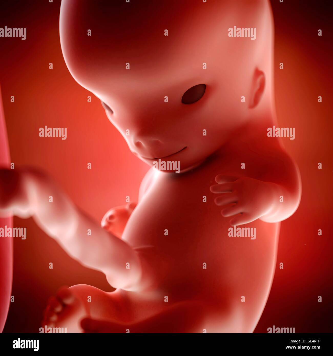 Human fetus age 10 weeks, illustration Stock Photo - Alamy