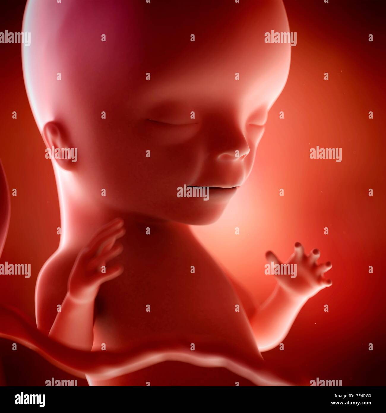 Human fetus age 15 weeks hi-res stock photography and images - Alamy