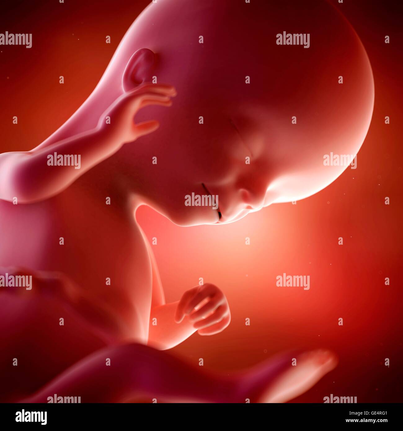 Foetus at 16 weeks hi-res stock photography and images - Alamy