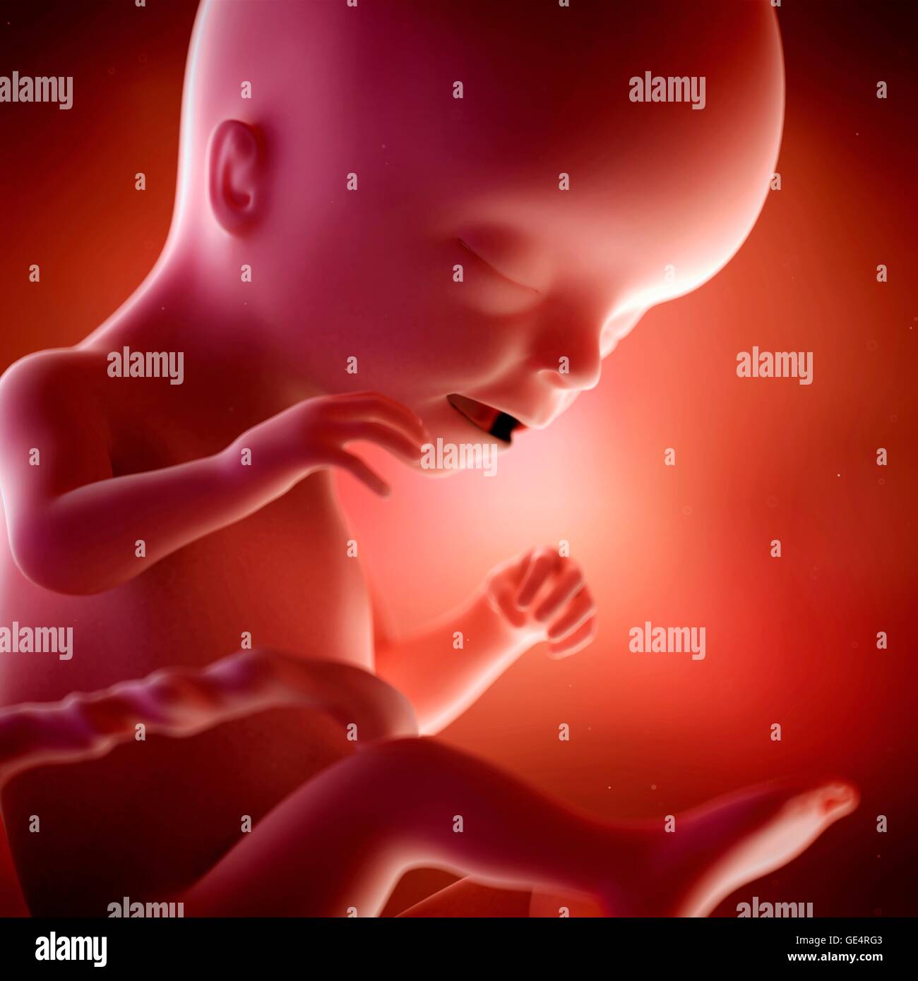 Human fetus age 17 weeks, illustration Stock Photo - Alamy