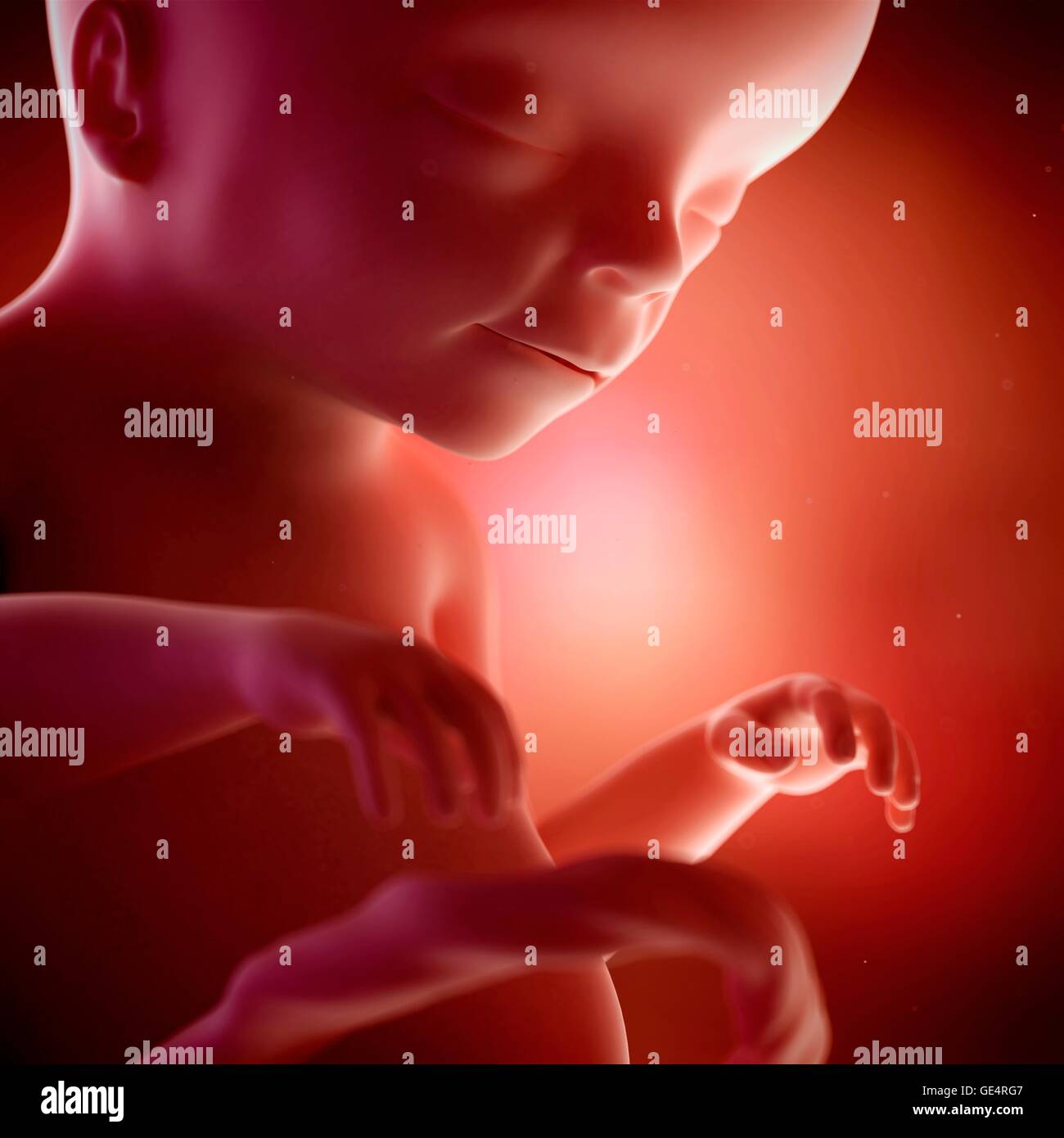 Human fetus age 4 weeks, illustration Stock Photo - Alamy