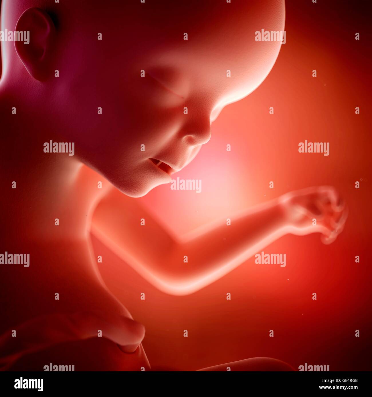 Human fetus age 4 weeks, illustration Stock Photo - Alamy