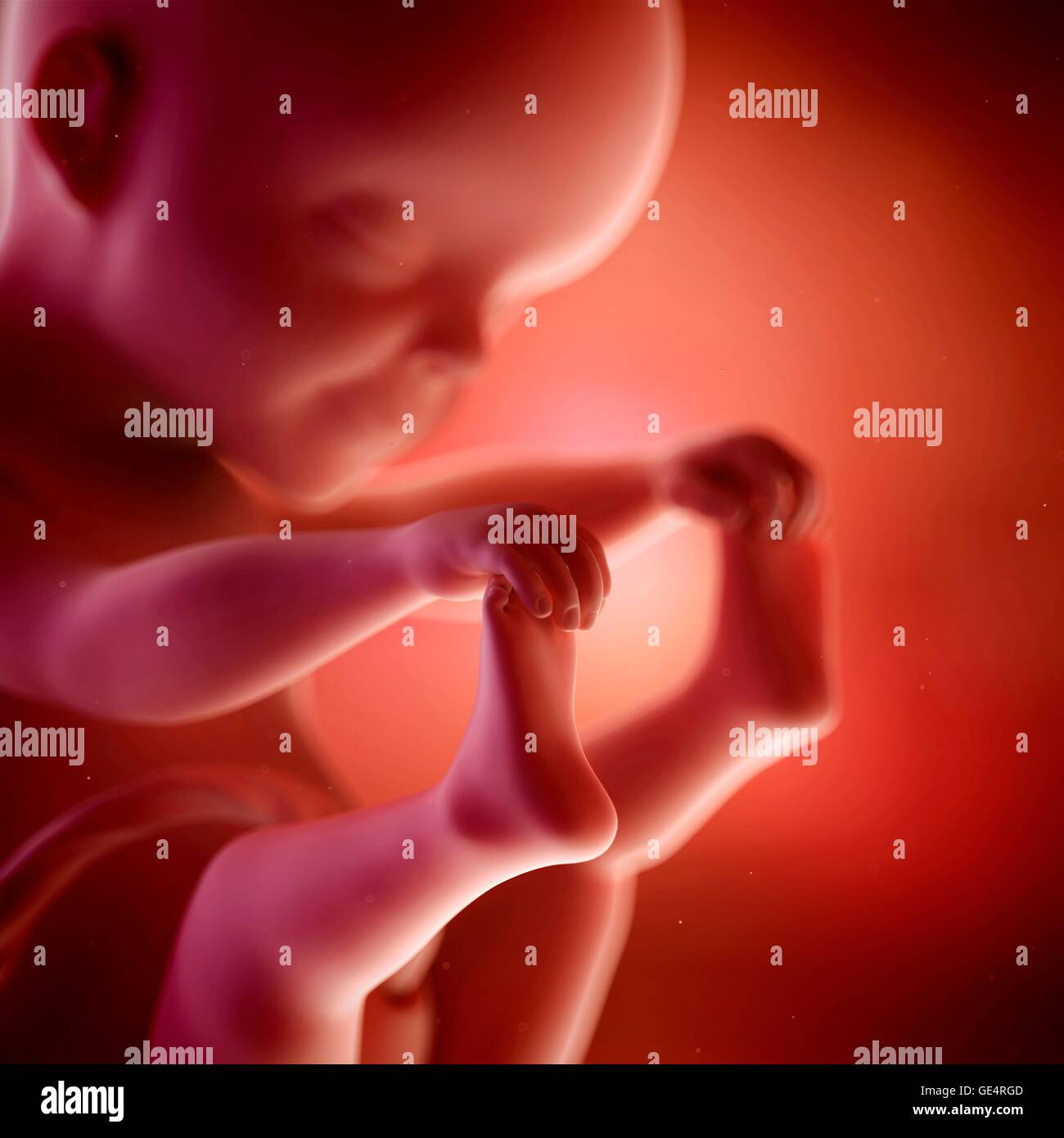 Human fetus age 21 weeks, illustration Stock Photo - Alamy