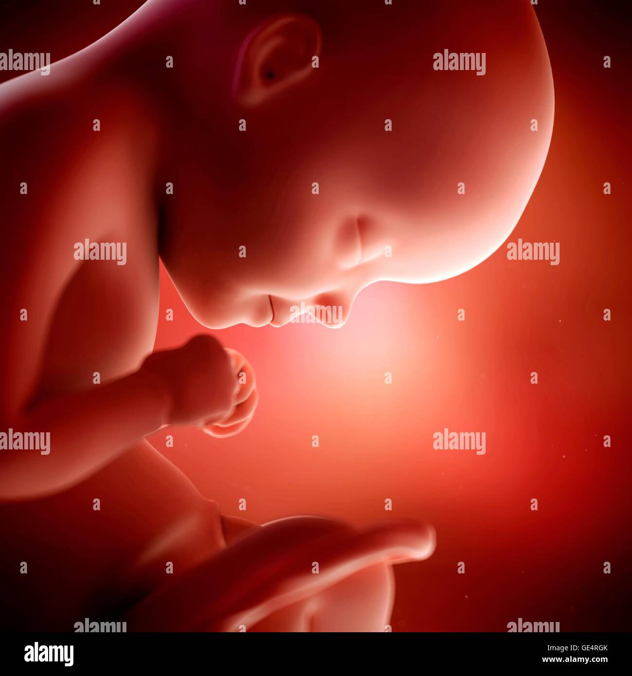 Human fetus age 25 weeks, illustration Stock Photo - Alamy