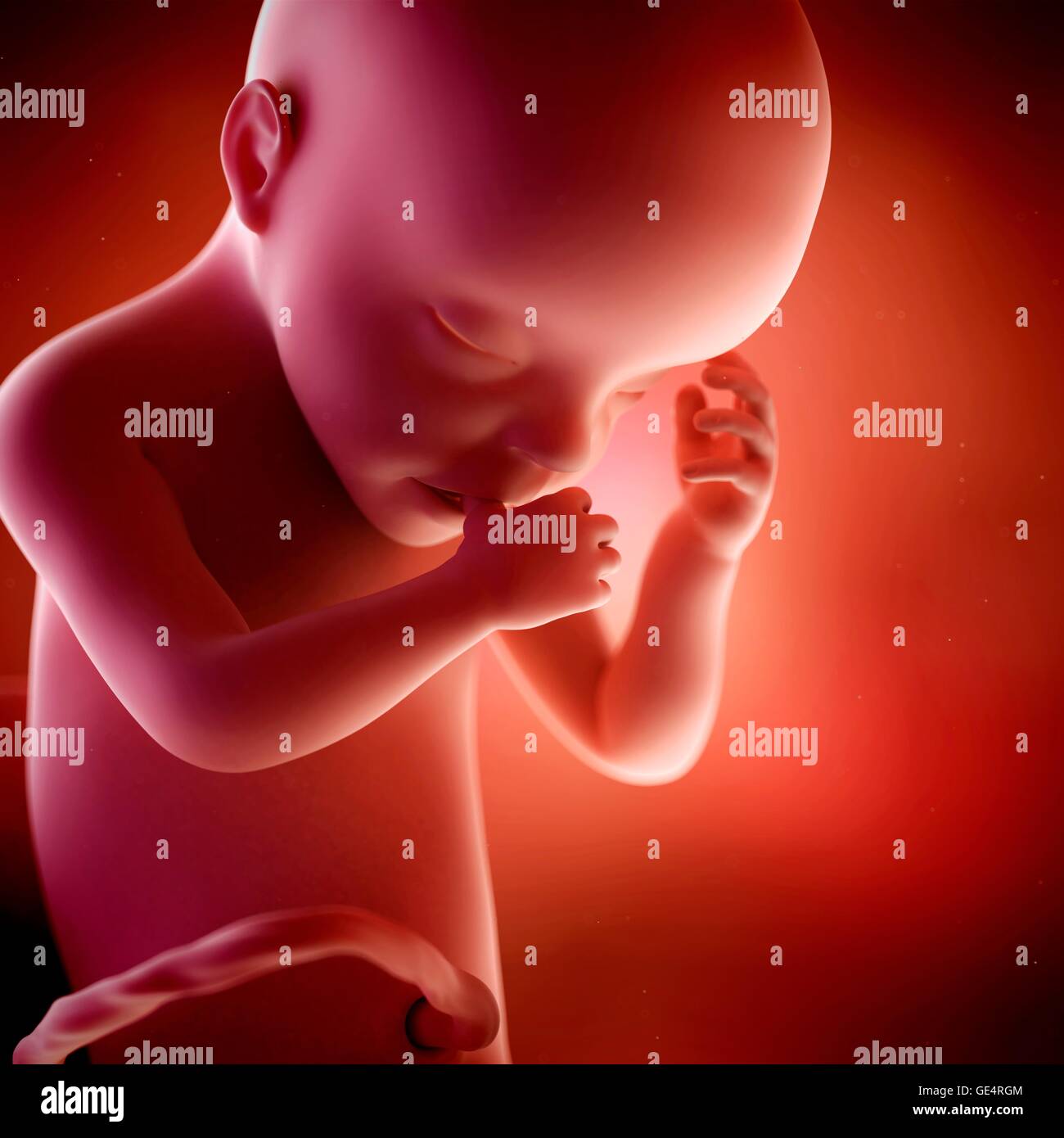 Human fetus age 26 weeks hi-res stock photography and images - Alamy