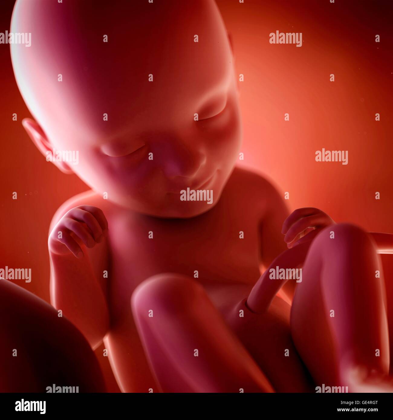 Human fetus age 29 weeks hi-res stock photography and images - Alamy