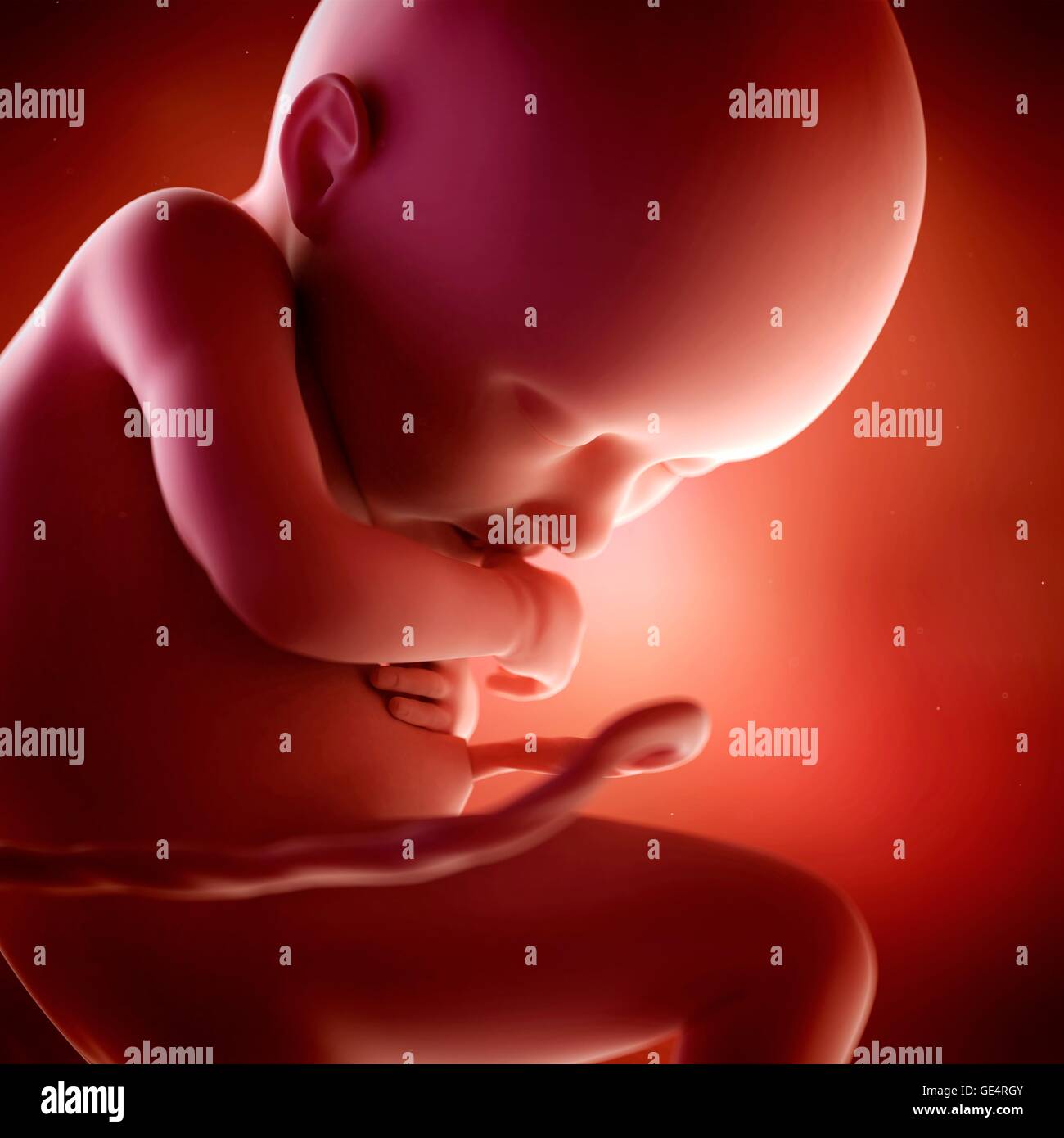 Human fetus age 32 weeks, illustration Stock Photo - Alamy