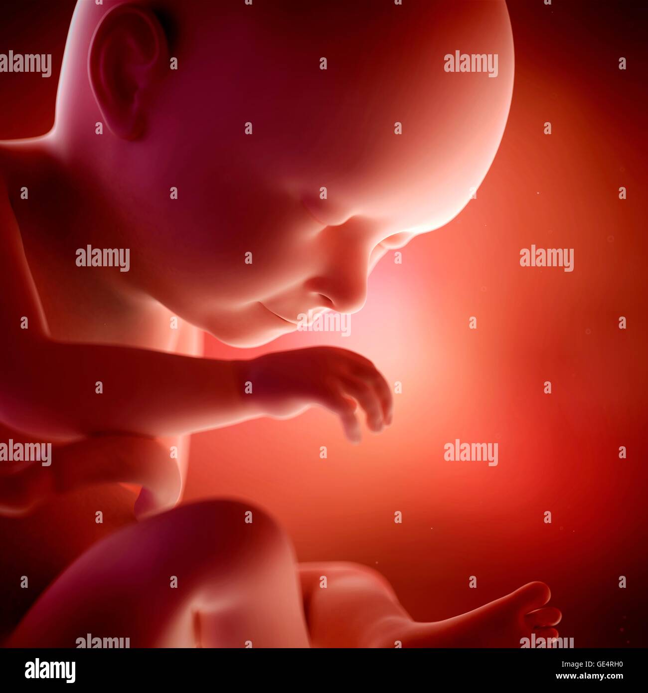 Human fetus age 33 weeks, illustration Stock Photo - Alamy