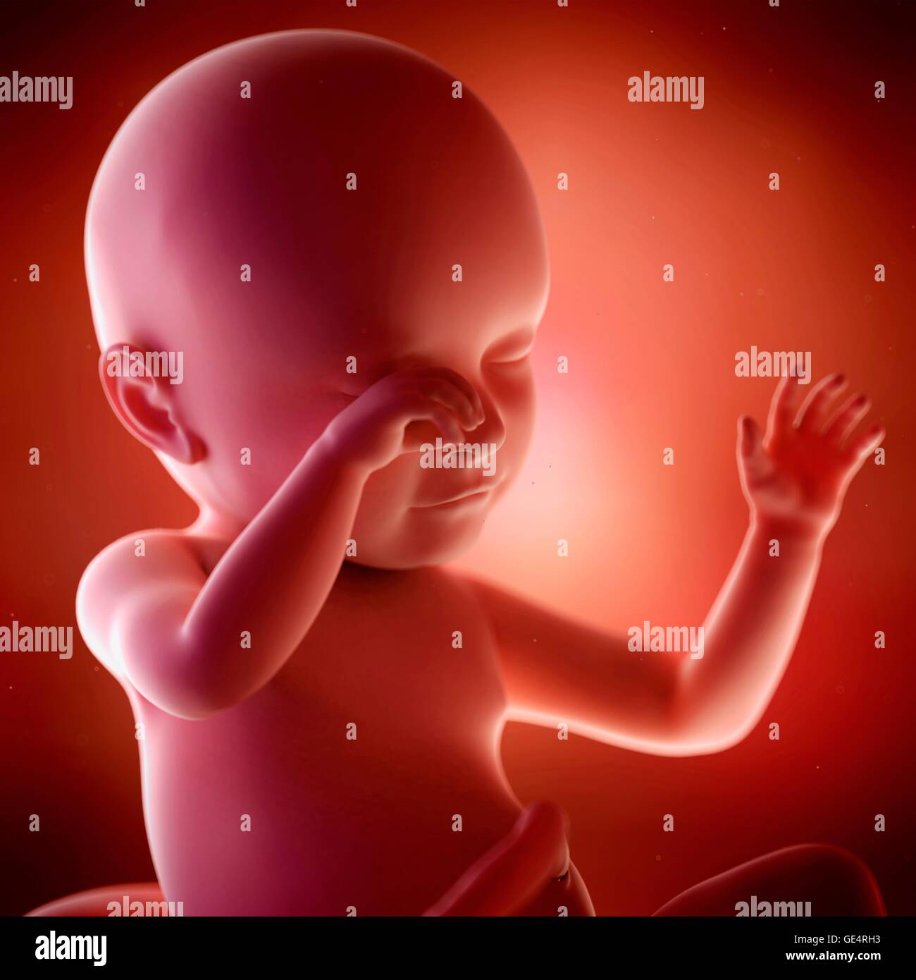 Human fetus age 35 weeks hi-res stock photography and images - Alamy