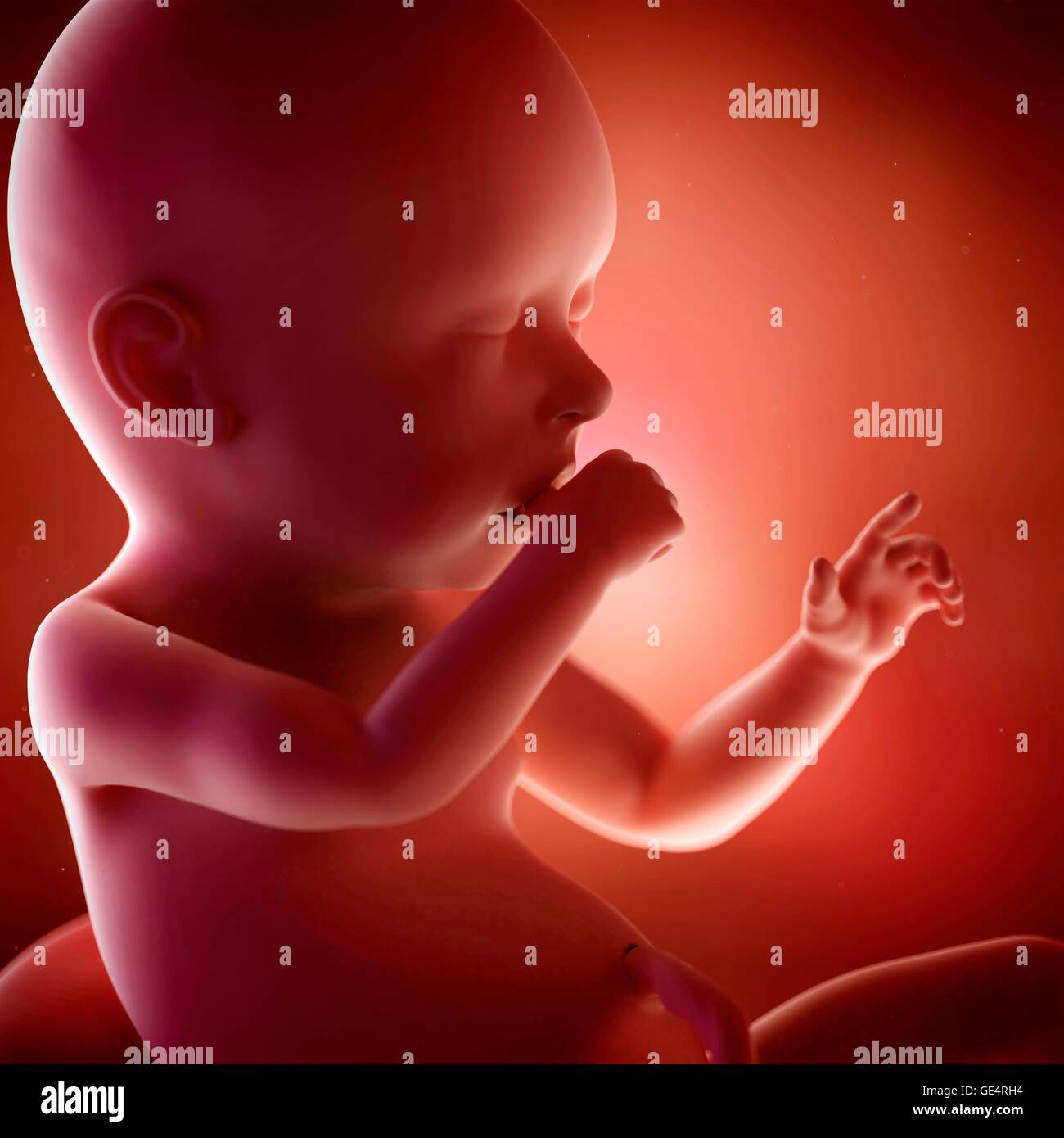 Human fetus age 36 weeks hi-res stock photography and images - Alamy