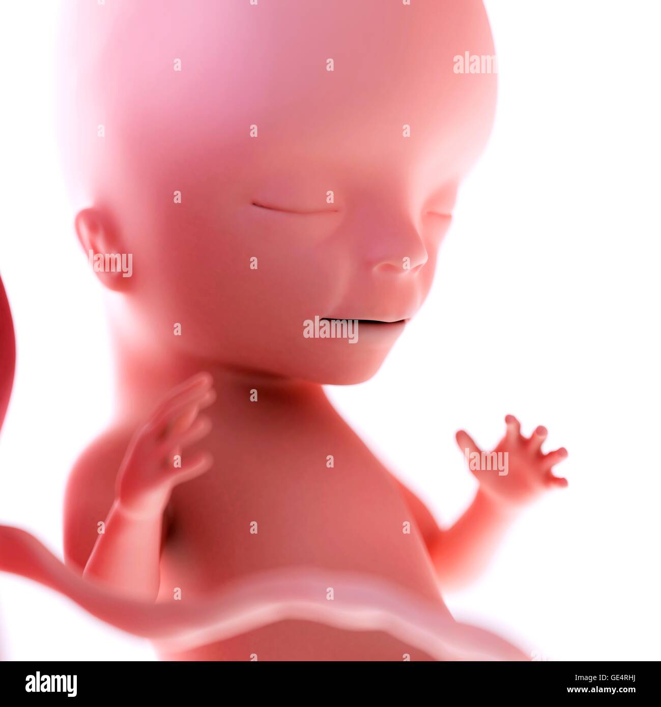 Human fetus age 15 weeks, illustration Stock Photo - Alamy