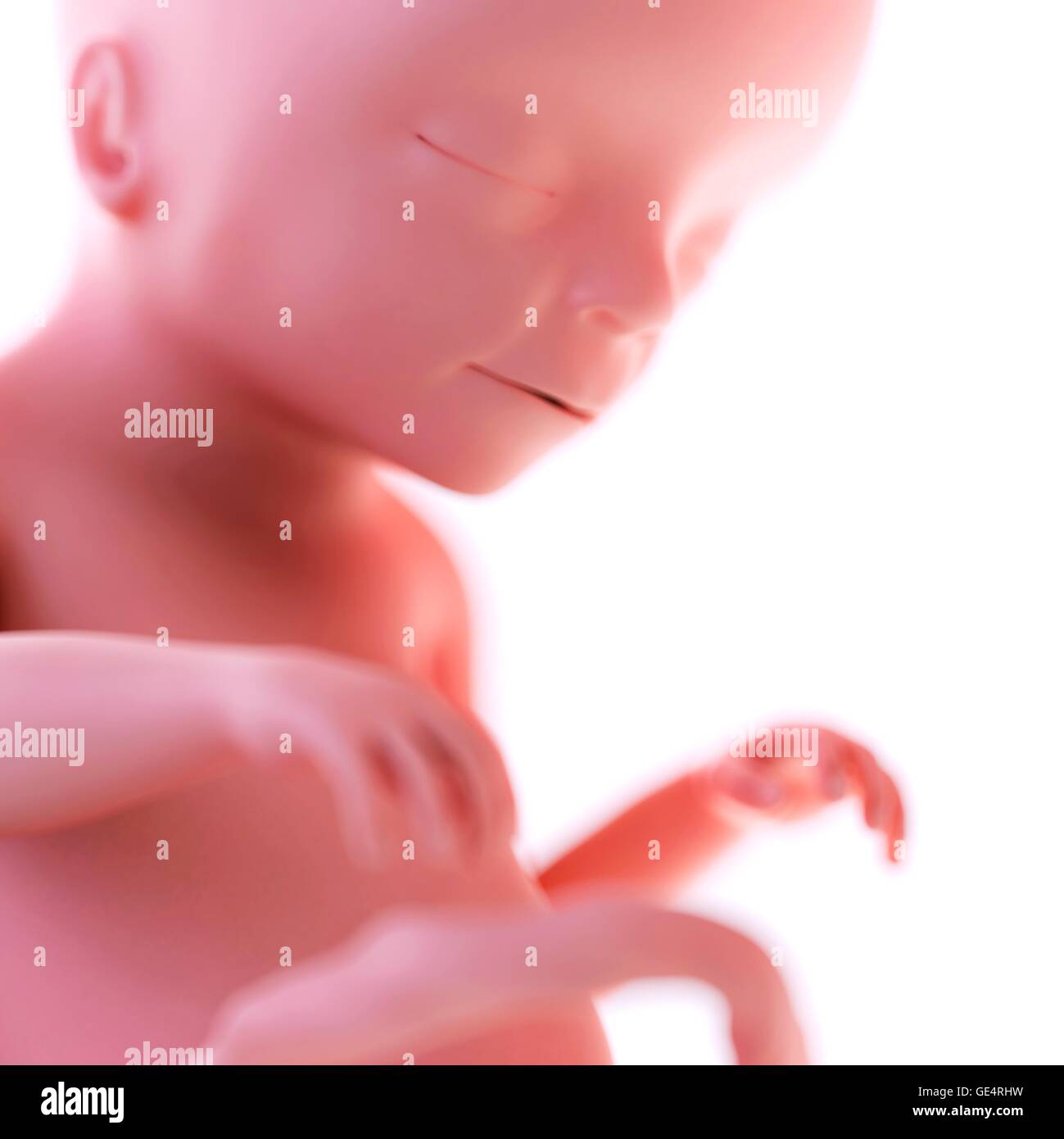 Fetus 20 weeks hi-res stock photography and images - Alamy