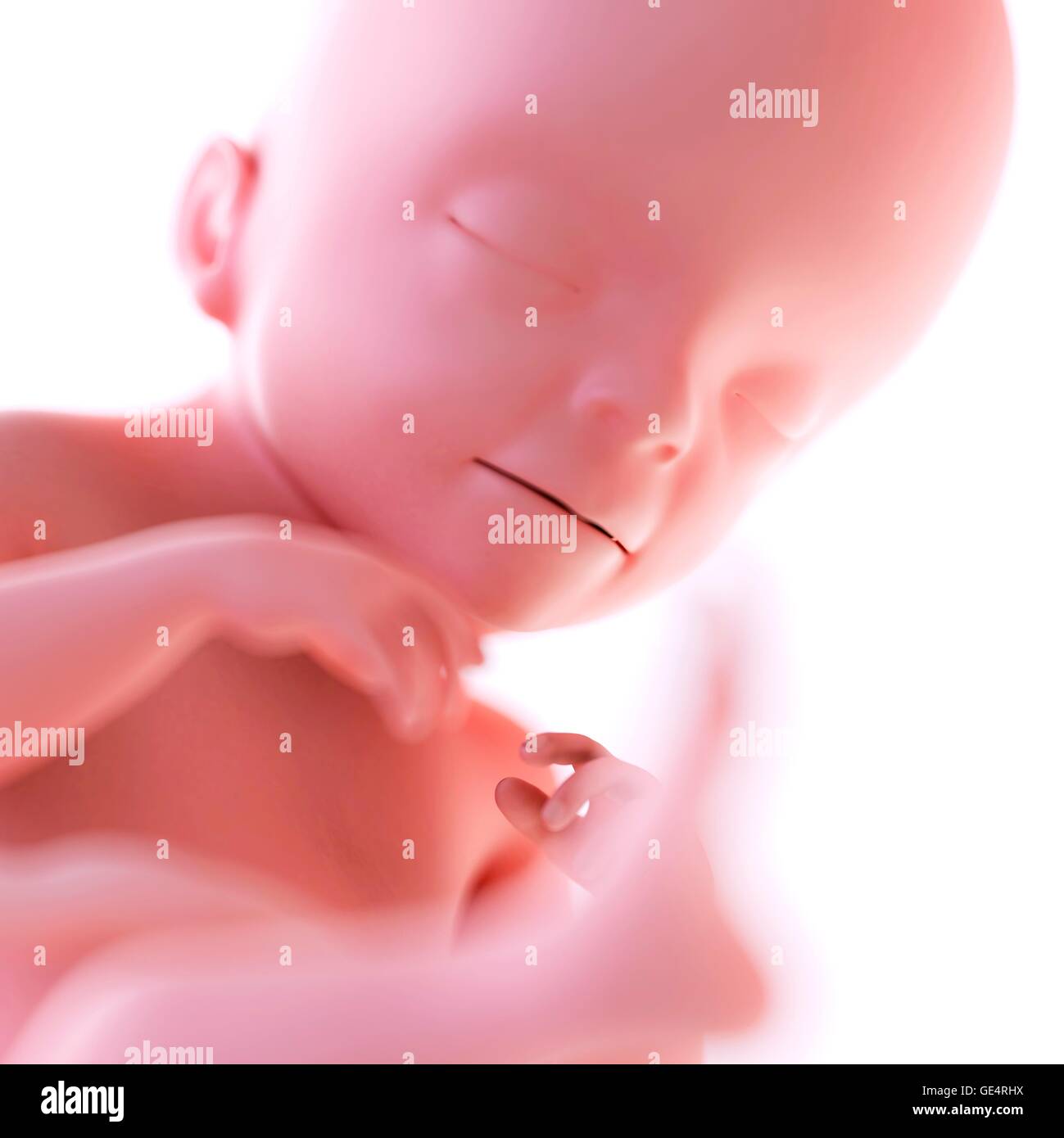 Human fetus age 21 weeks, illustration Stock Photo - Alamy