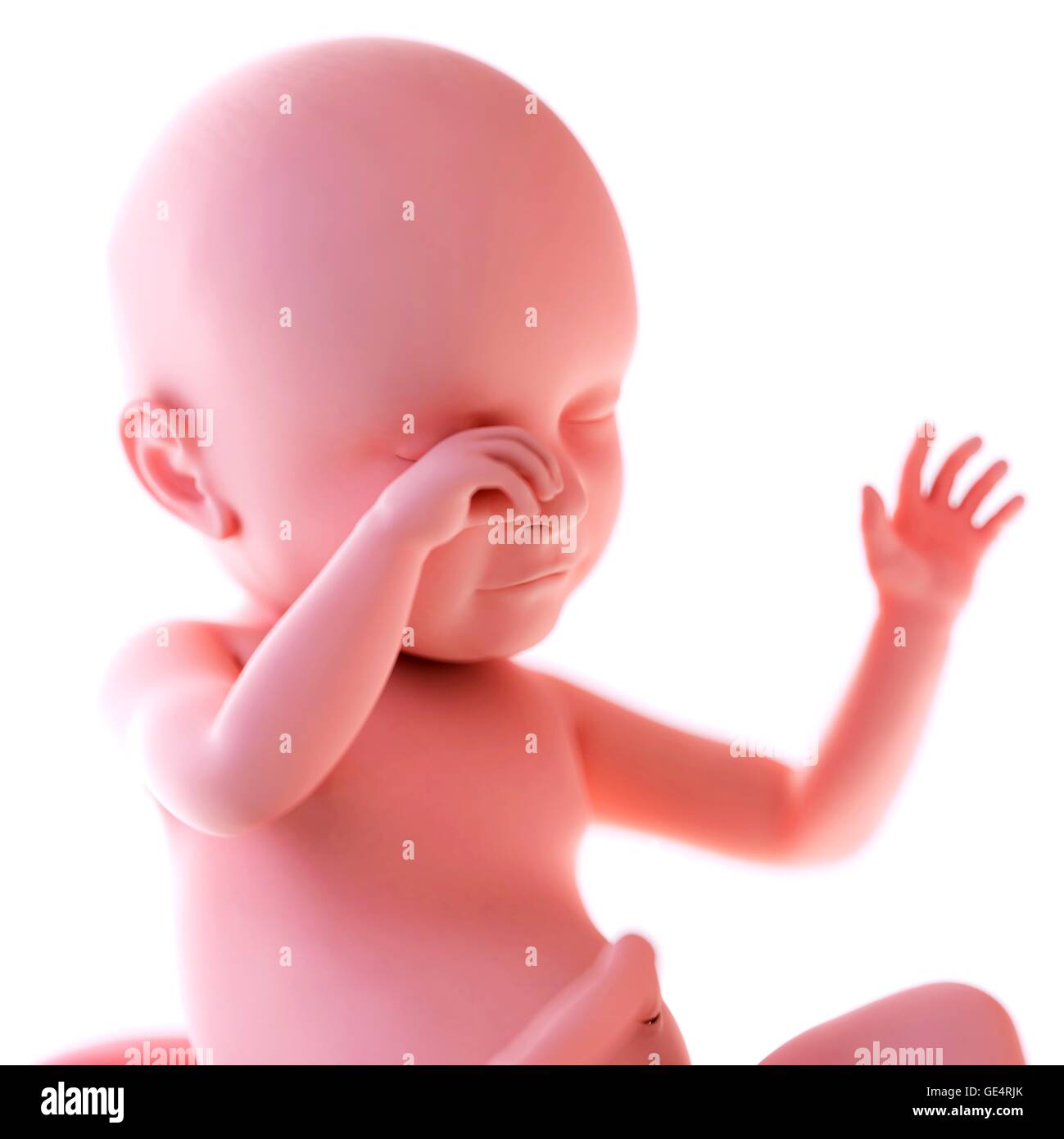 Human fetus age 39 weeks hi-res stock photography and images - Alamy