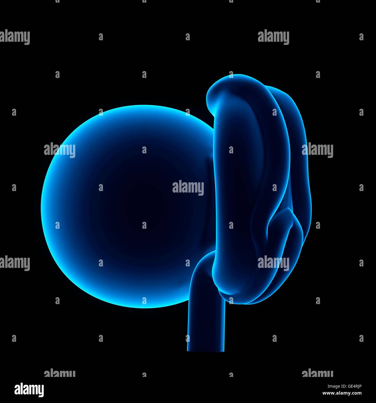 Human foetus 4 weeks hi-res stock photography and images - Alamy