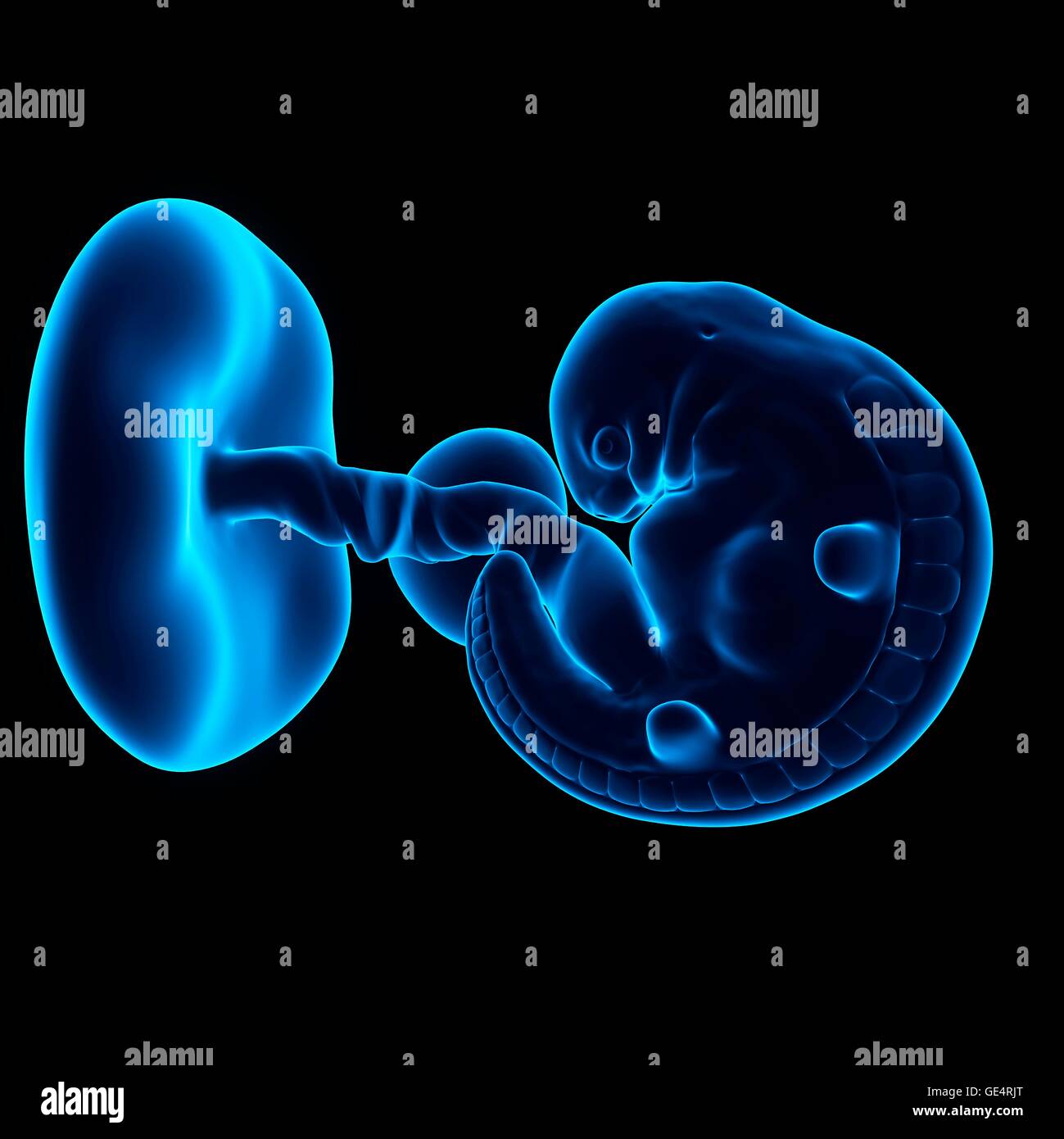 Fetus 6 weeks hi-res stock photography and images - Alamy