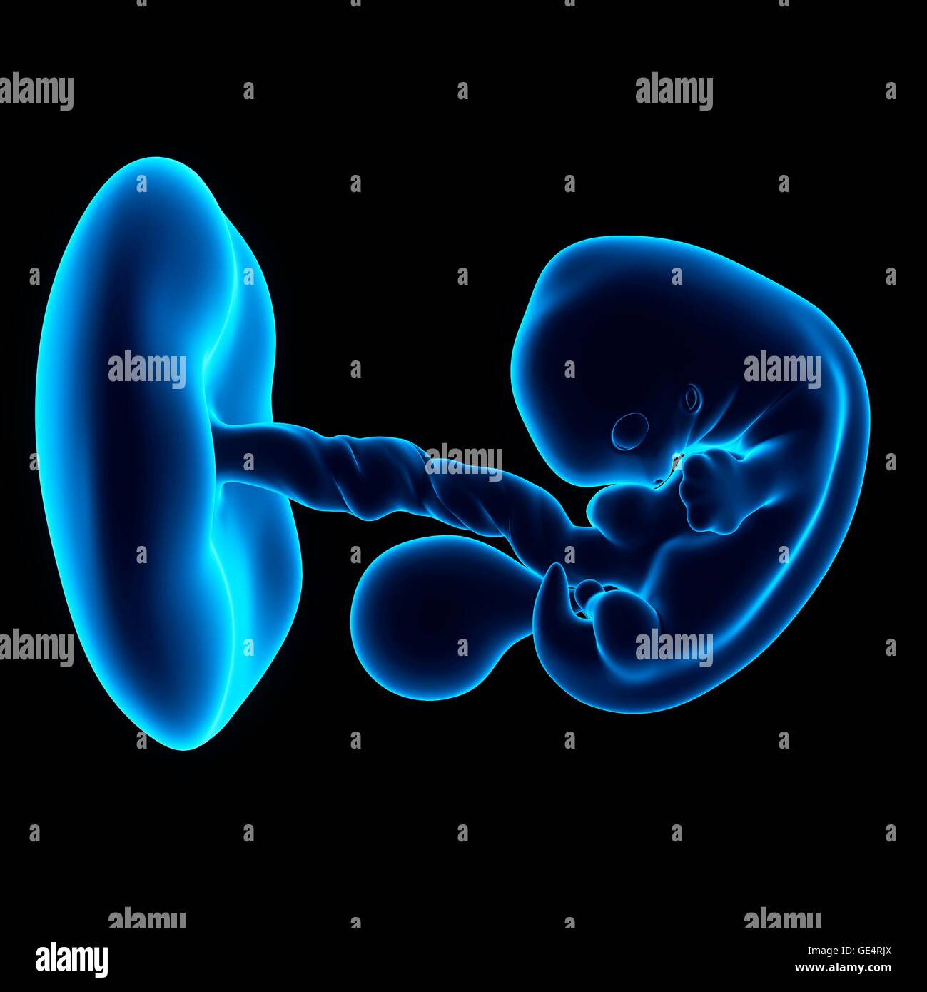 Human fetus age 7 weeks, illustration Stock Photo - Alamy