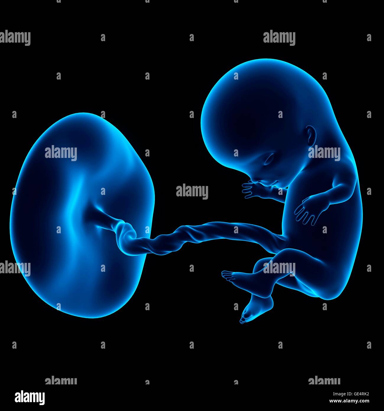 Human Fetus 11 Weeks