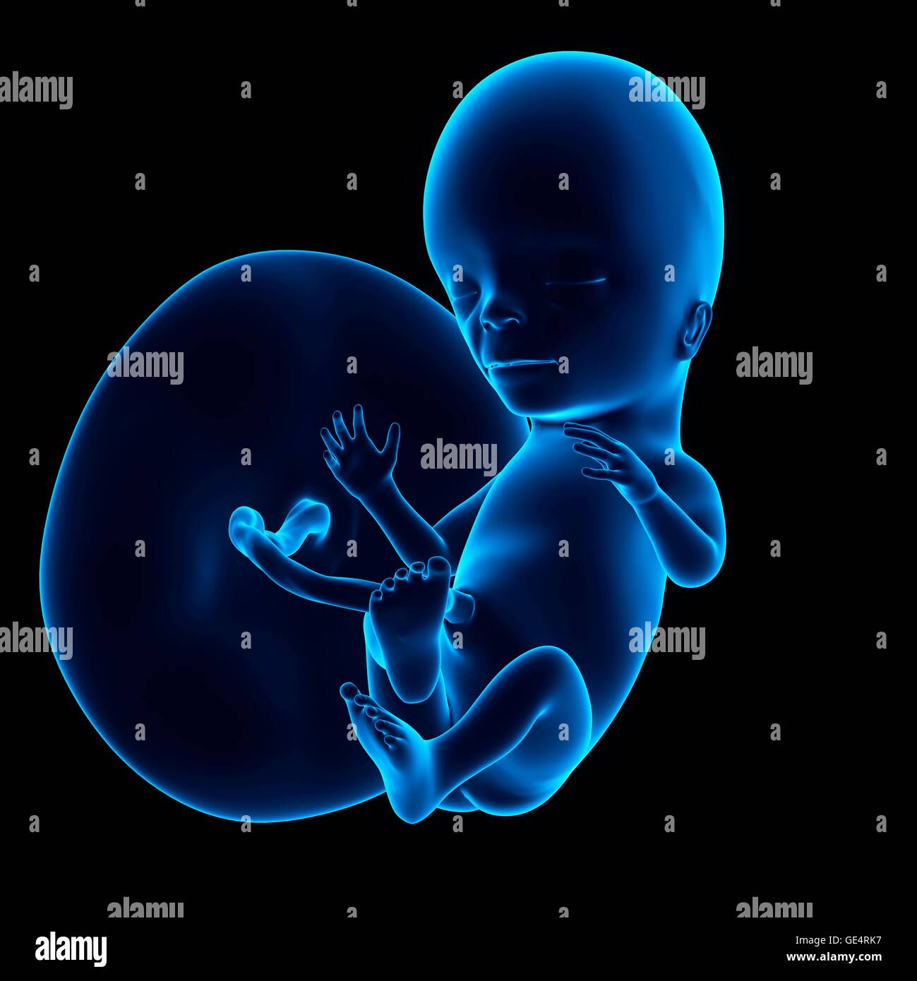 Human fetus age 15 weeks, illustration Stock Photo - Alamy