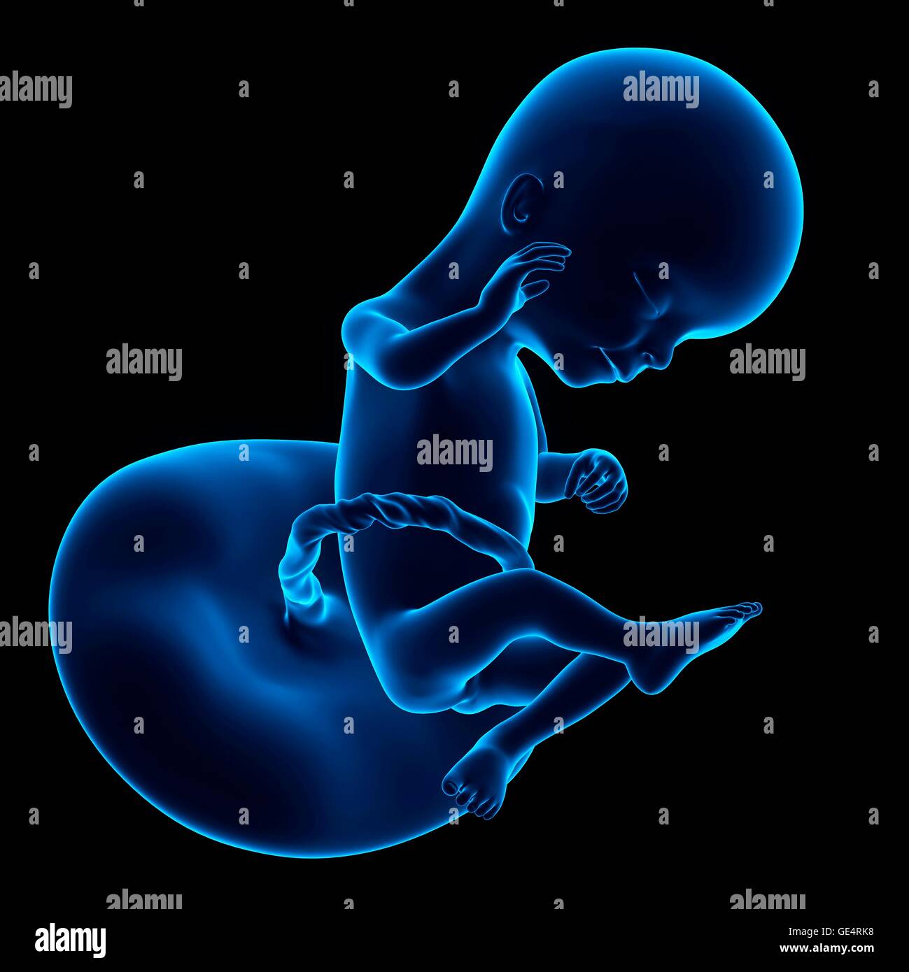 Foetus at 16 weeks hi-res stock photography and images - Alamy