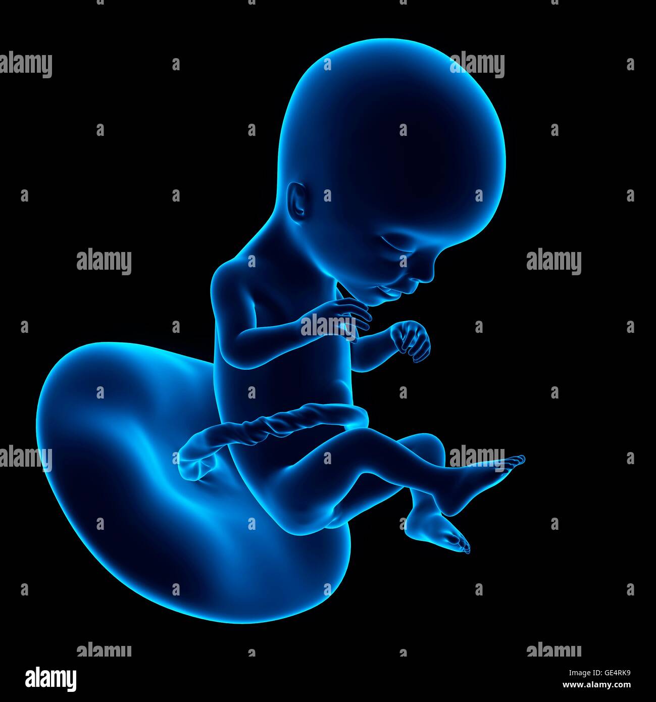 Human fetus age 17 weeks, illustration Stock Photo - Alamy