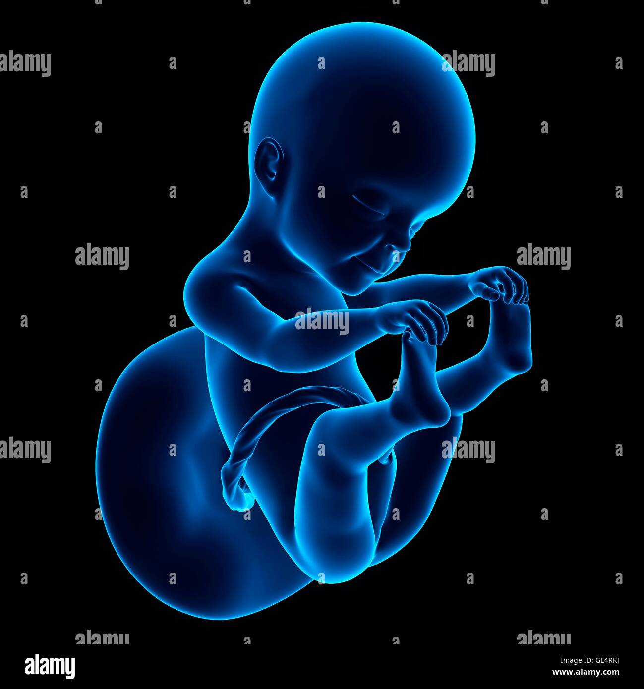 25 Week Fetus Development