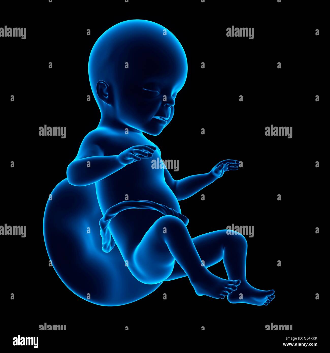 Human fetus age 26 weeks hi-res stock photography and images - Alamy